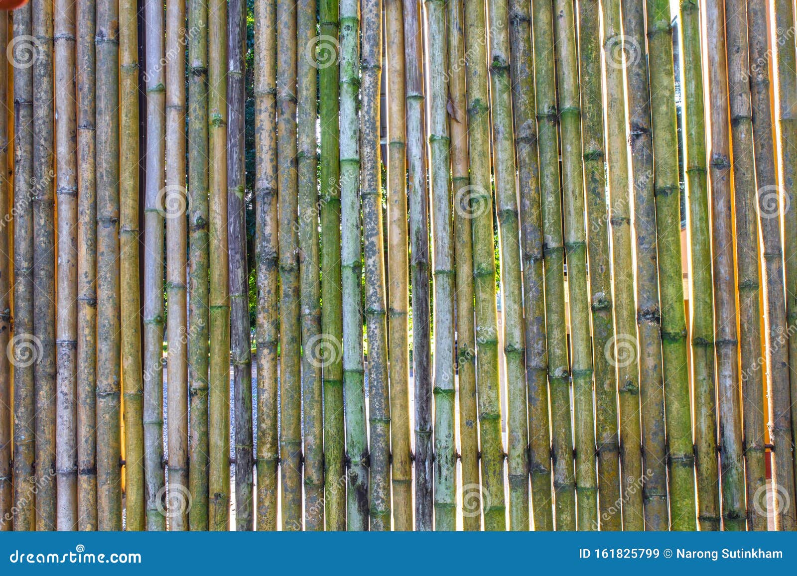 Various Bamboo Trees with Naturalcolors Stock Image - Image of grunge ...