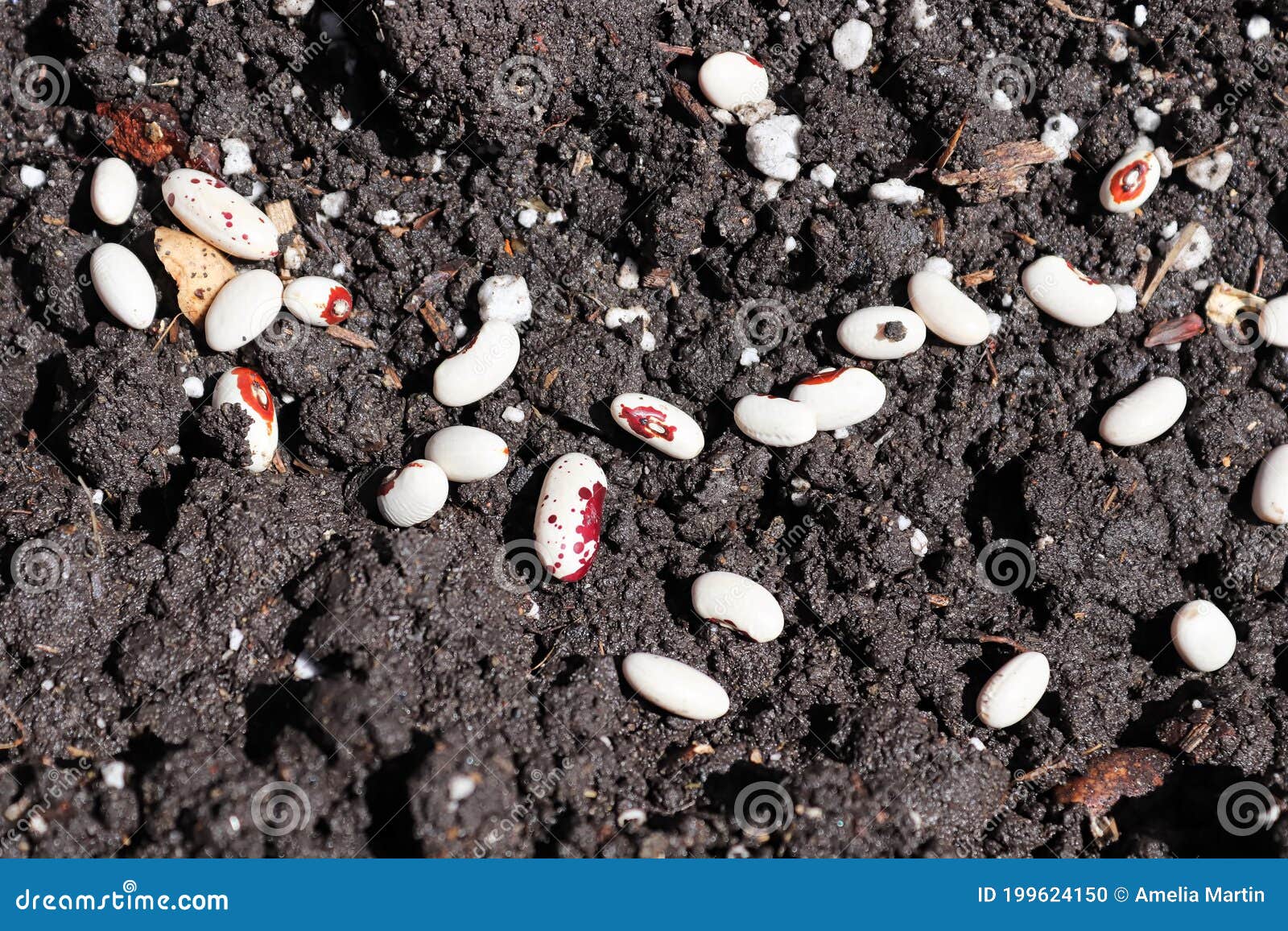 Various Bean Seeds on Wet Soil Being Planted Stock Photo - Image of ...