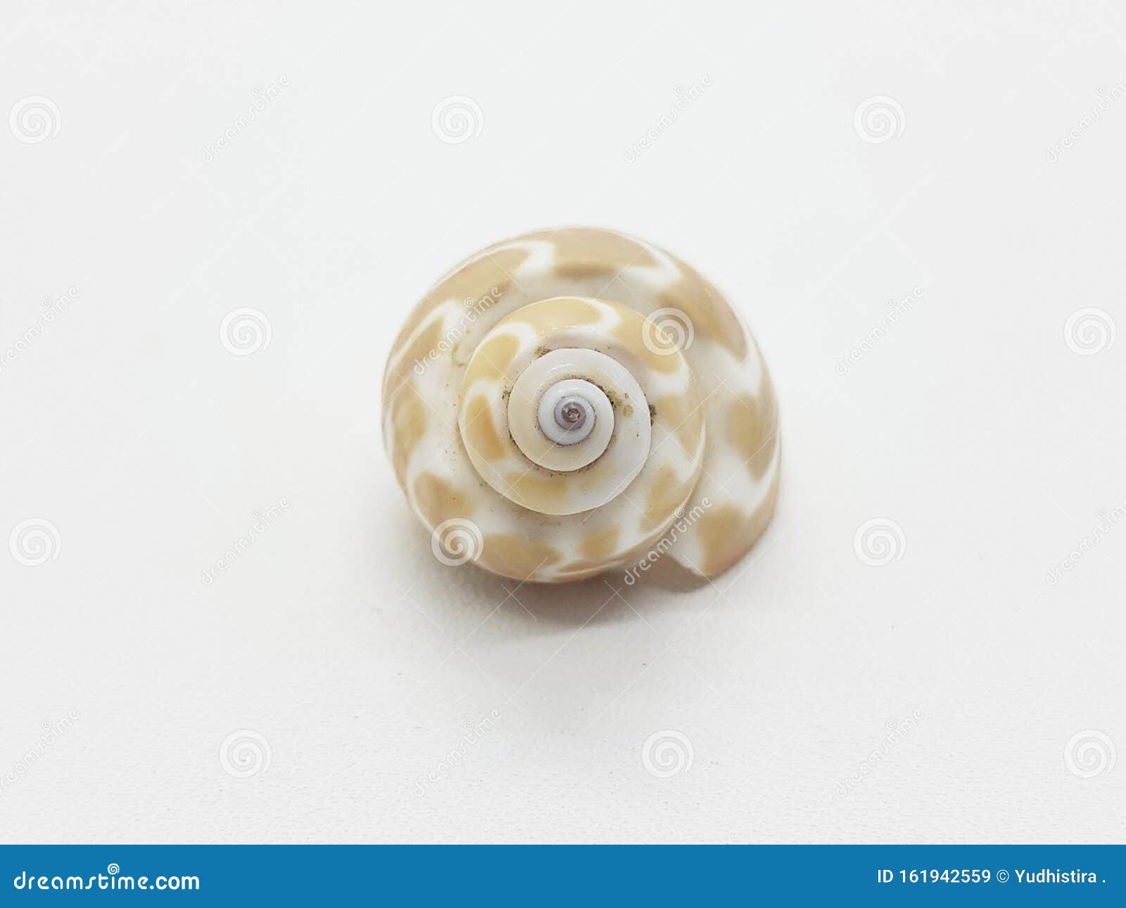 Various Beautiful and Colorful Beach Objects Small Unique Sea Shell in ...