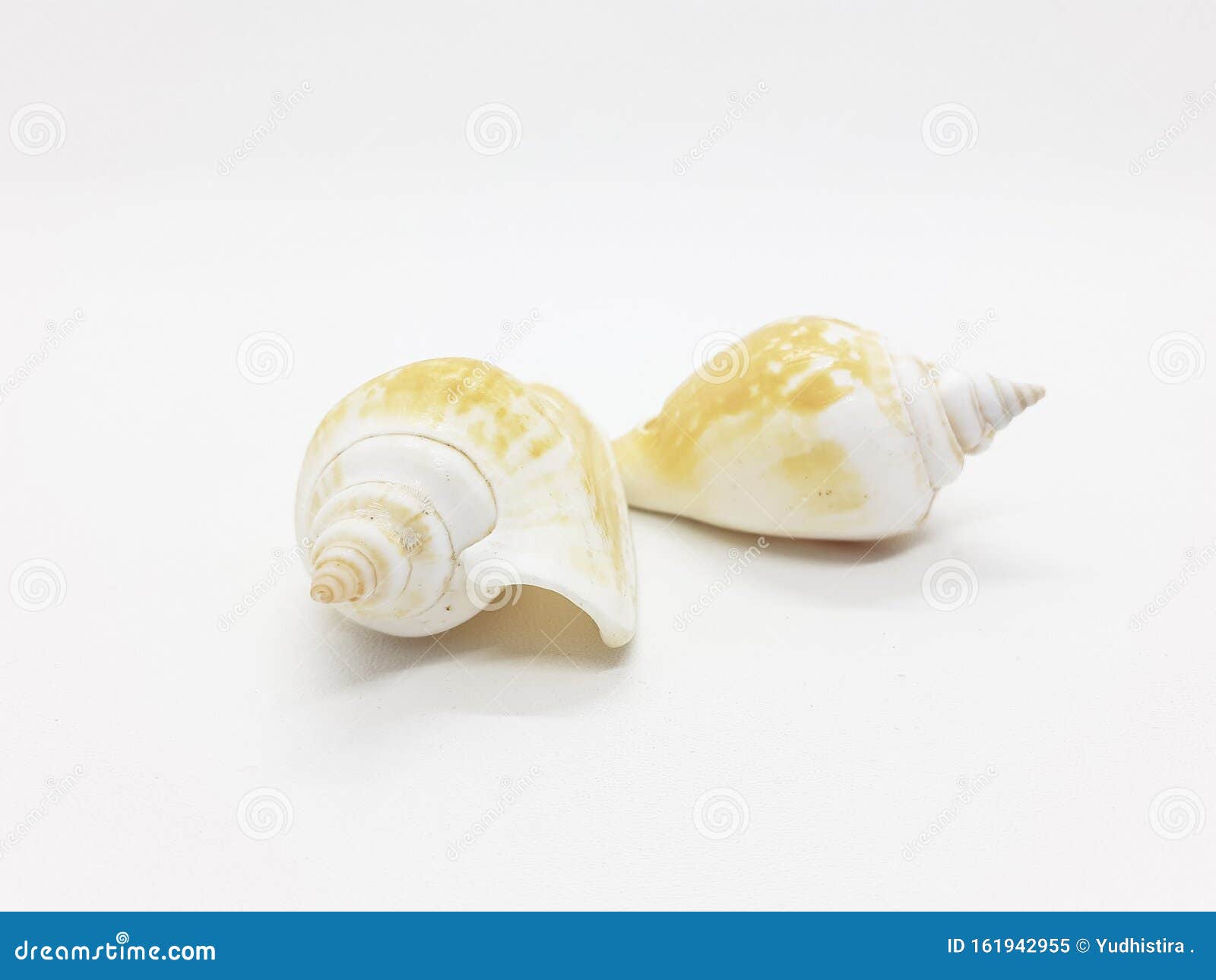 Various Beautiful and Colorful Beach Objects Small Unique Sea Shell in ...