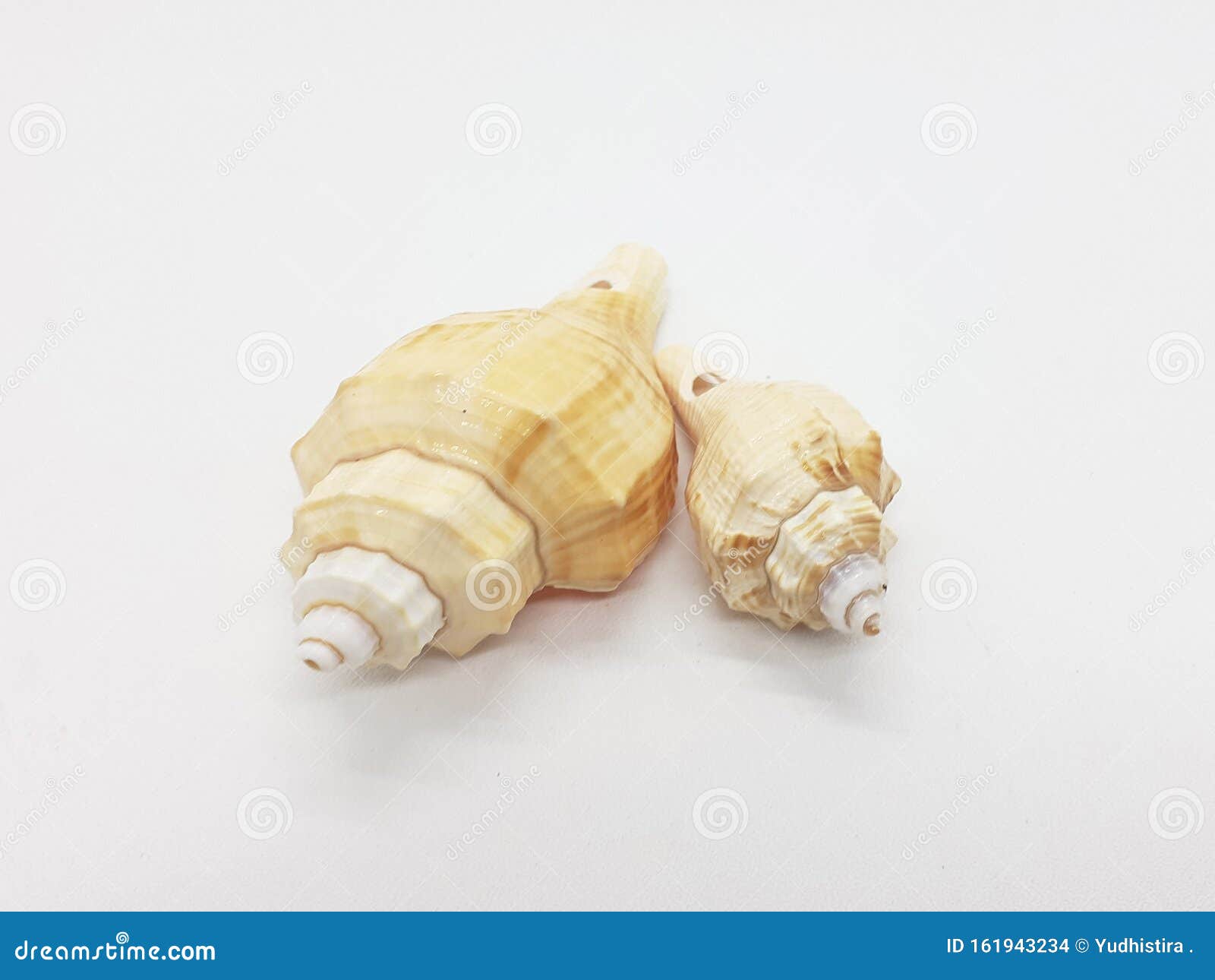 Various Beautiful and Colorful Beach Objects Small Unique Sea Shell in ...