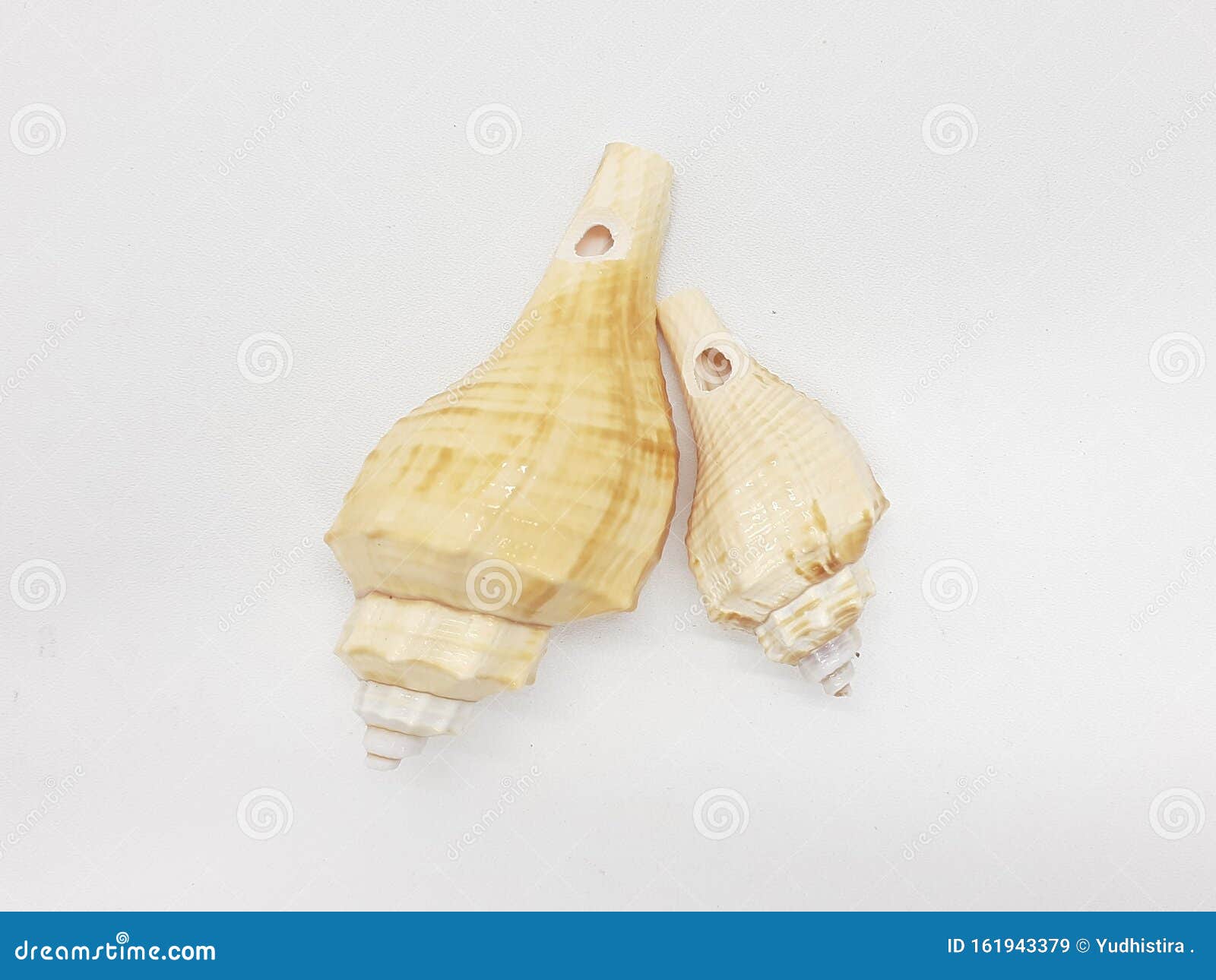 Various Beautiful and Colorful Beach Objects Small Unique Sea Shell in ...