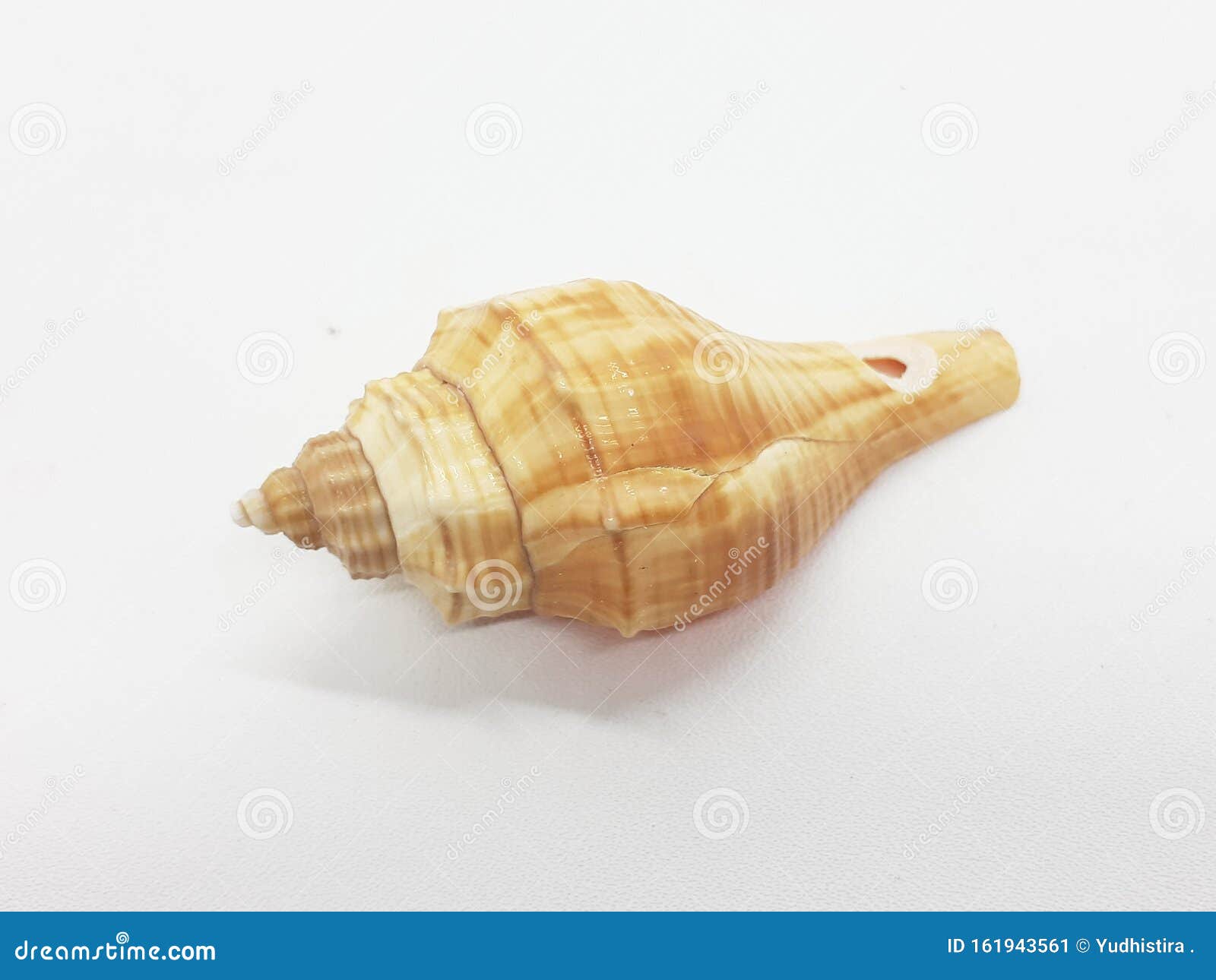 Various Beautiful and Colorful Beach Objects Small Unique Sea Shell in ...