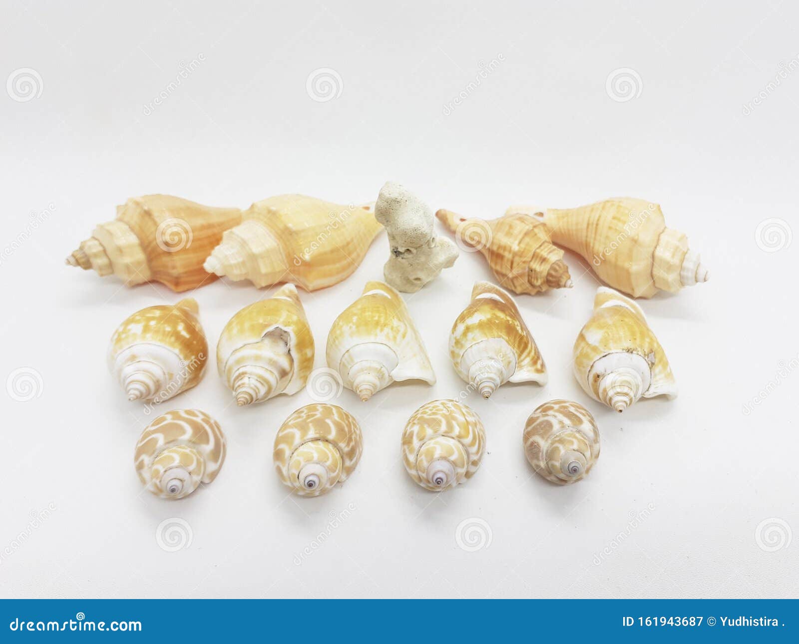 Various Beautiful and Colorful Beach Objects Small Unique Sea Shell in ...