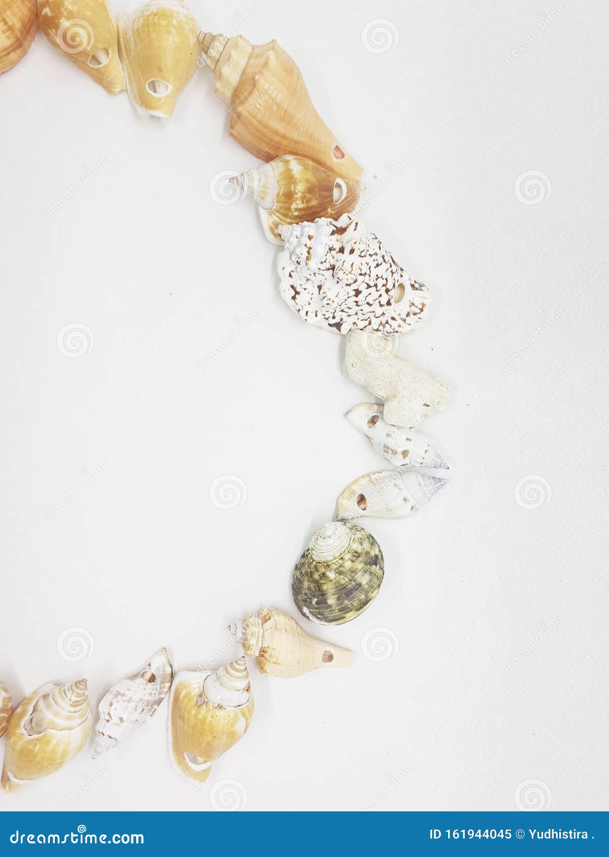 Various Beautiful and Colorful Beach Objects Small Unique Sea Shell in ...