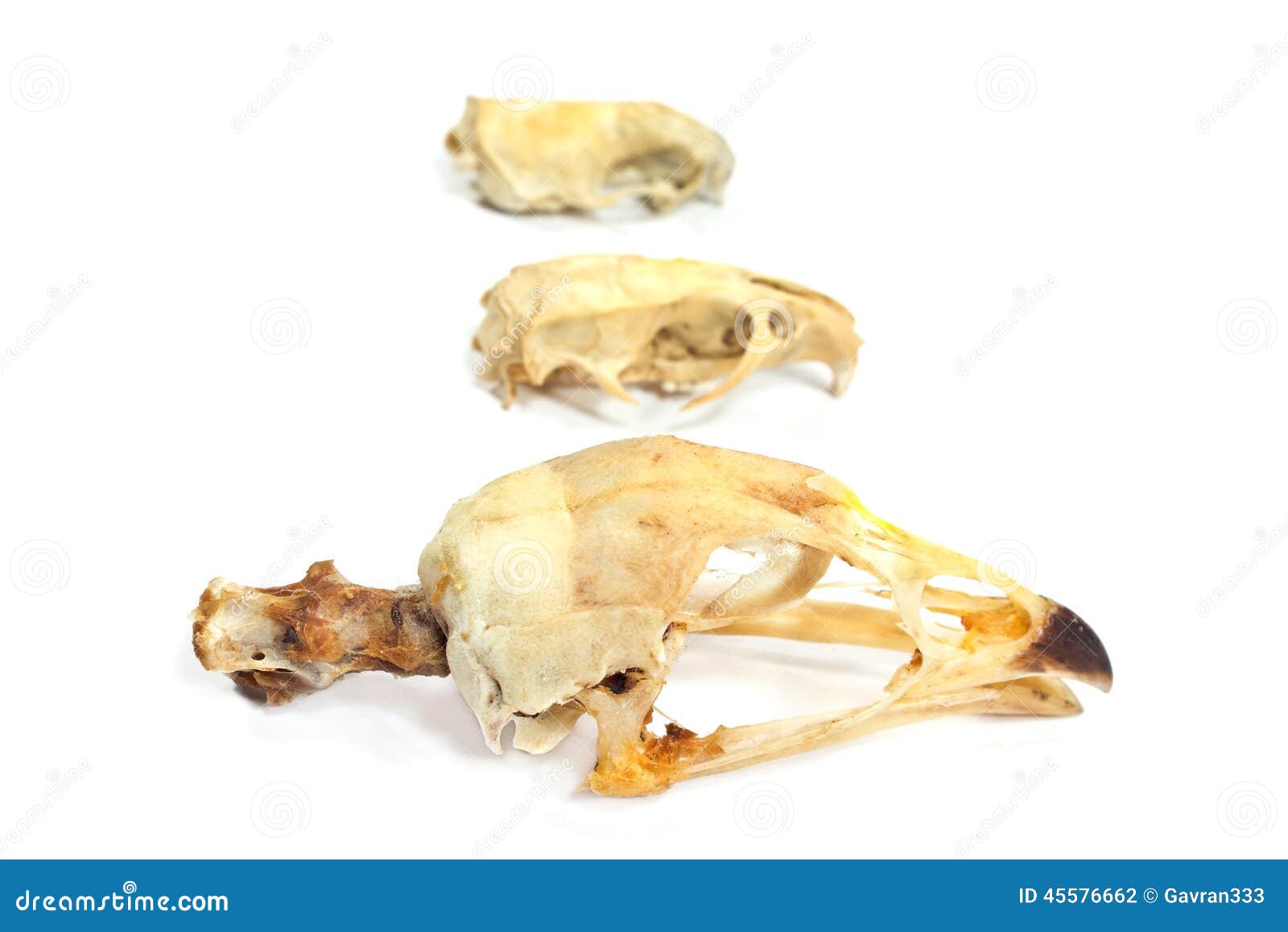 Various bird skulls stock photo. Image of skeleton, bird - 45576662