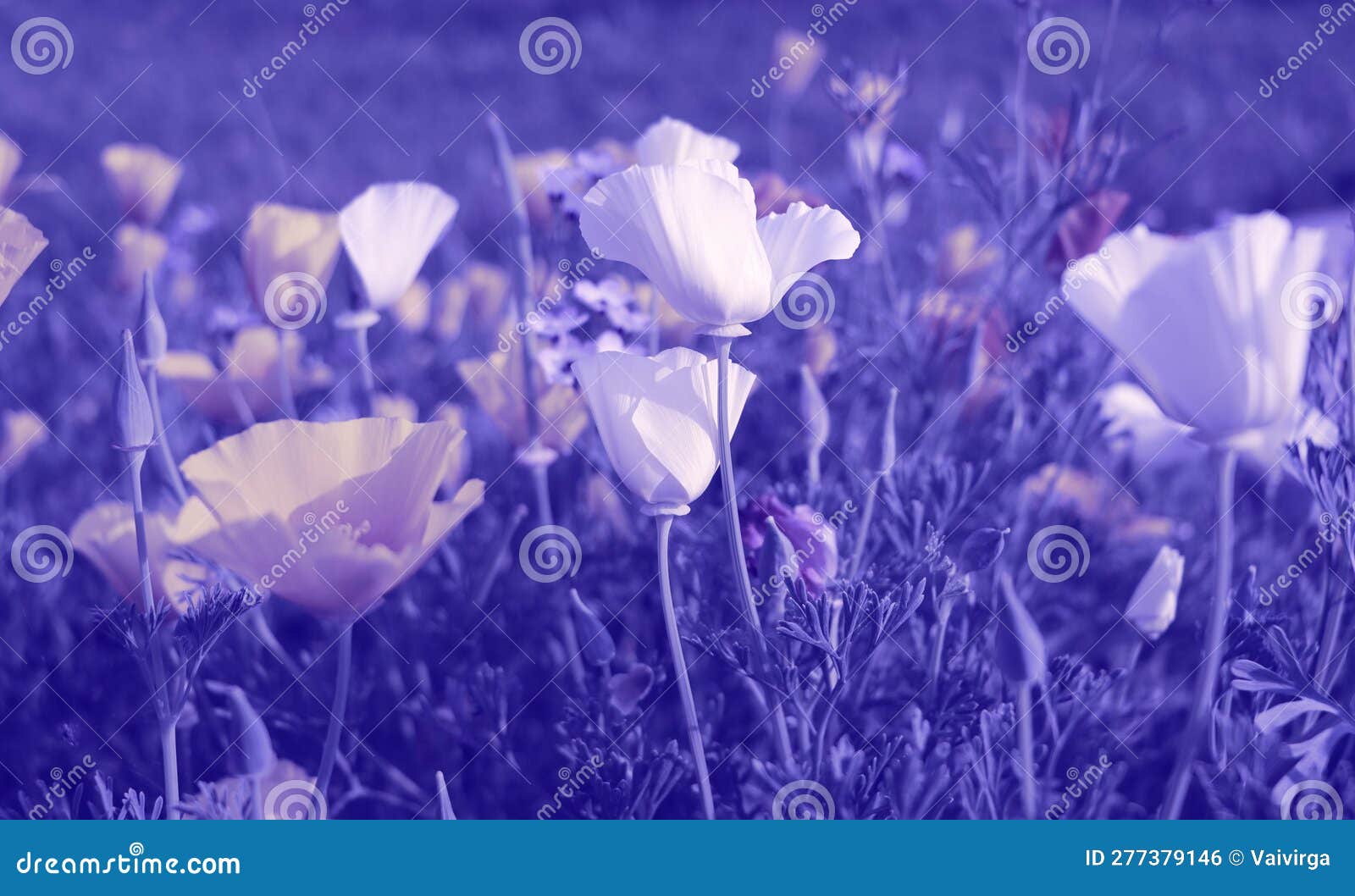 Various Blue Flowers Head, Top View, Close Up on White Background Stock ...