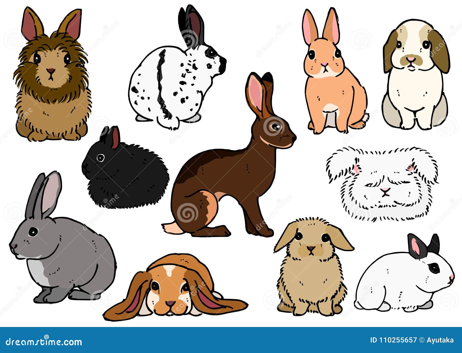 Rabbits Breeds Chart Vector Illustration | CartoonDealer.com #111212194