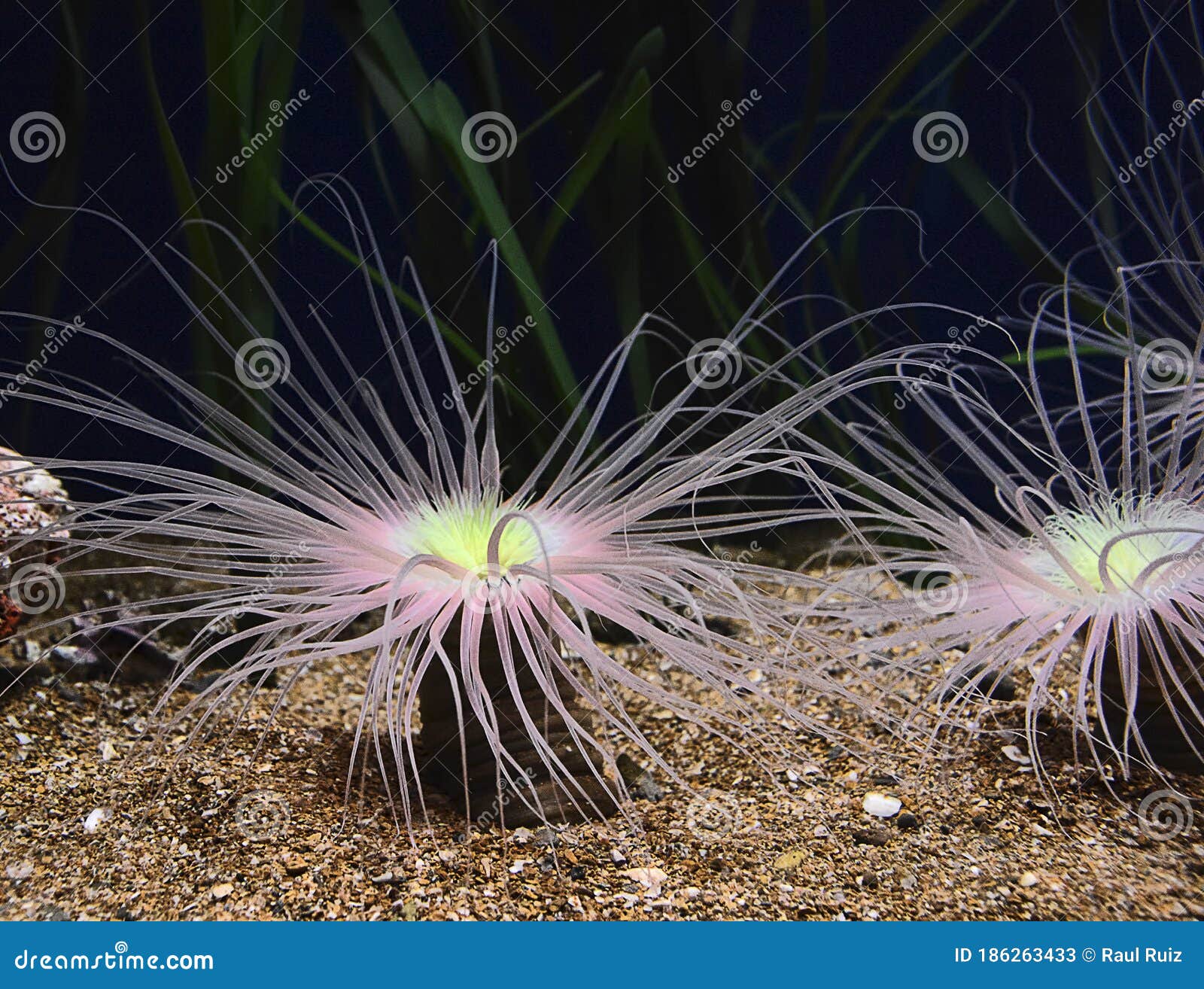 Various Brightly Colored Anemones, Colors Stock Image - Image of ...