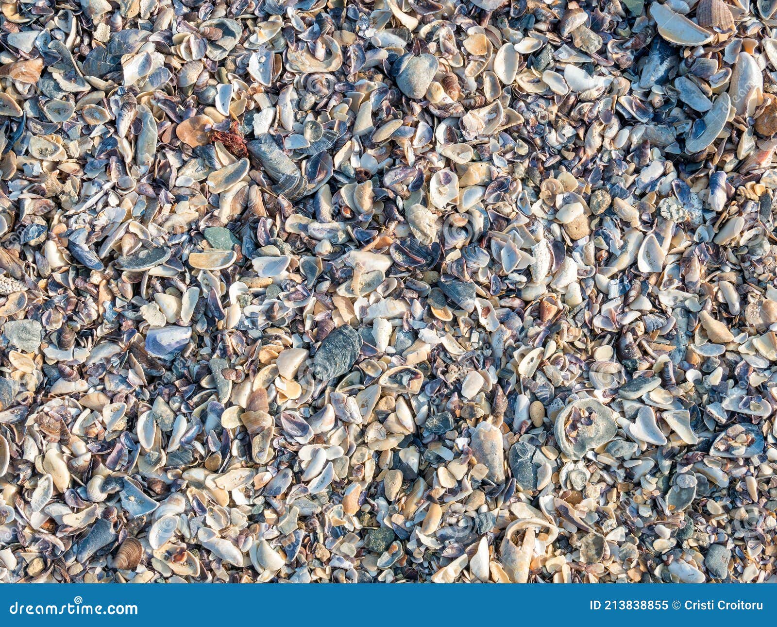 Various Broken Seashells Fragments on the Sandy Beach. Background ...