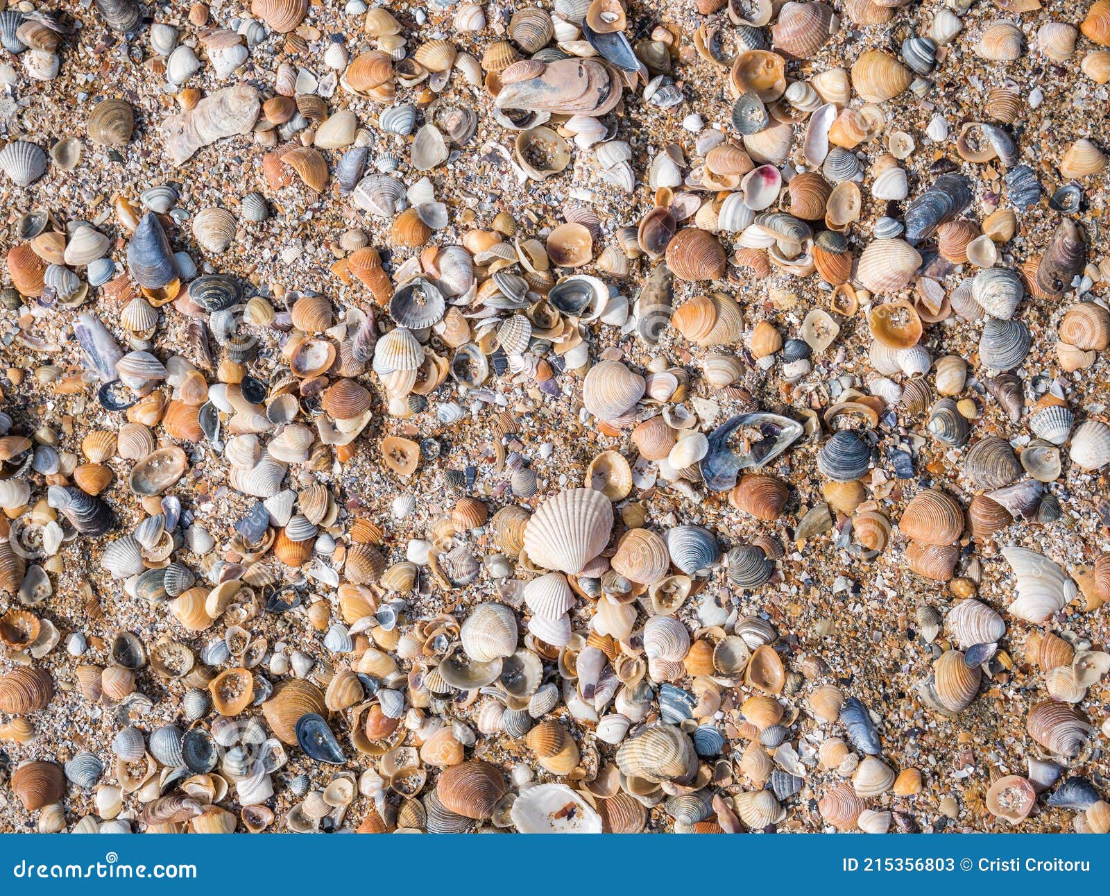 Various Broken Seashells Fragments on the Sandy Beach. Background ...