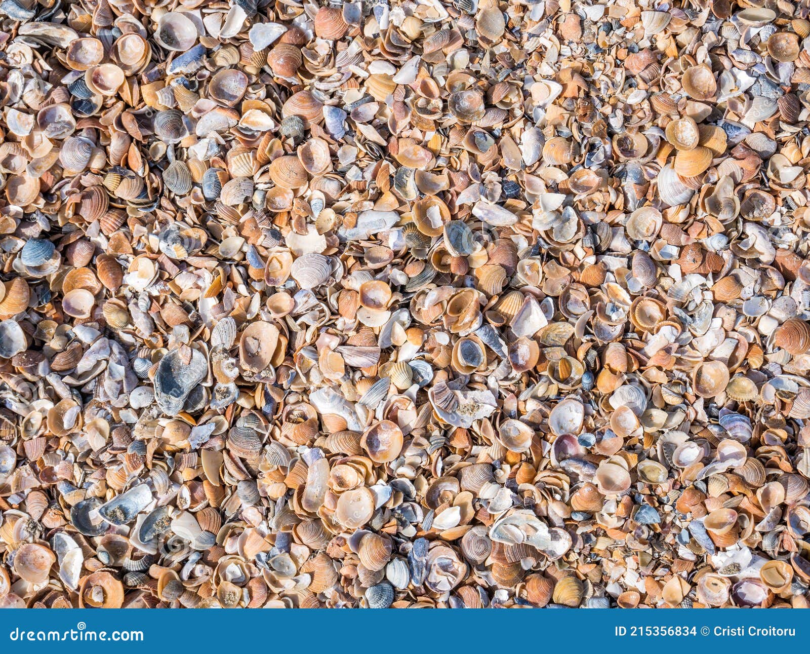 Various Broken Seashells Fragments on the Sandy Beach. Background ...
