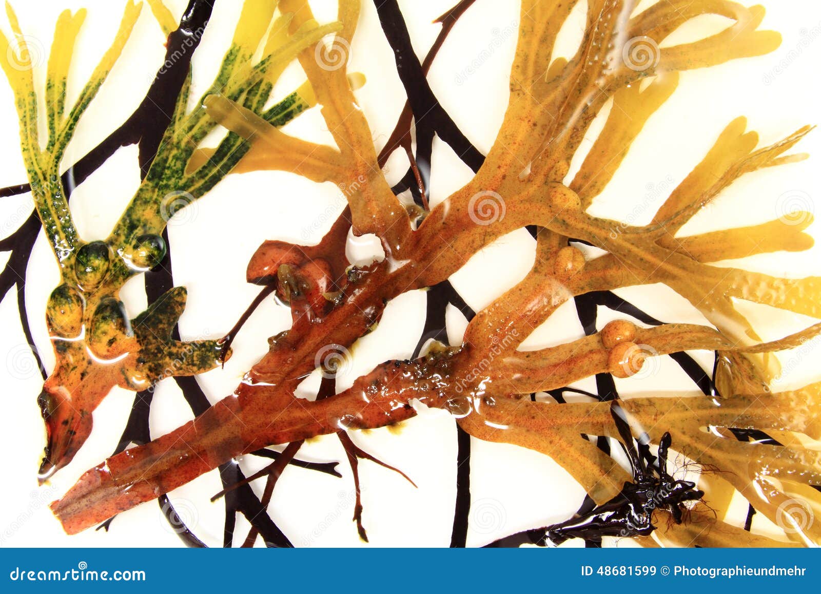 Brown Algae Under Microscope