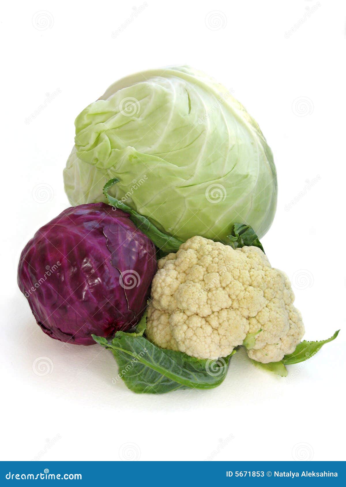 Various of cabbages stock image. Image of deficiency, scotch - 5671853