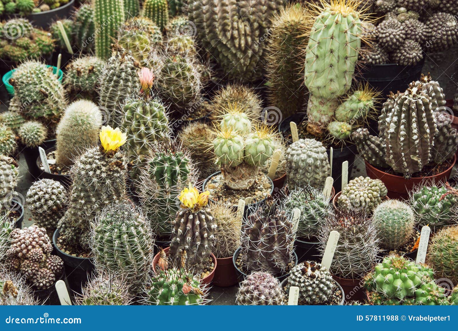 Various cacti mix stock photo. Image of flower, cacti - 57811988