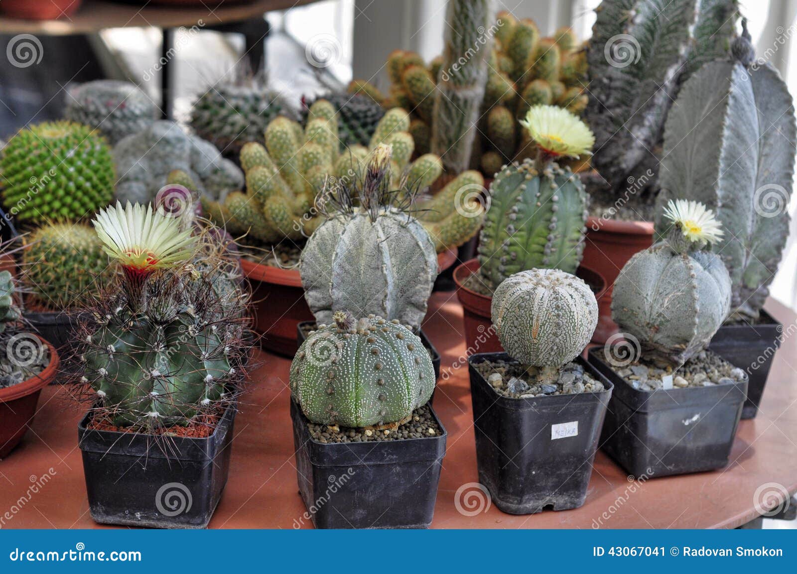Various cacti stock image. Image of grow, life, closeup - 43067041