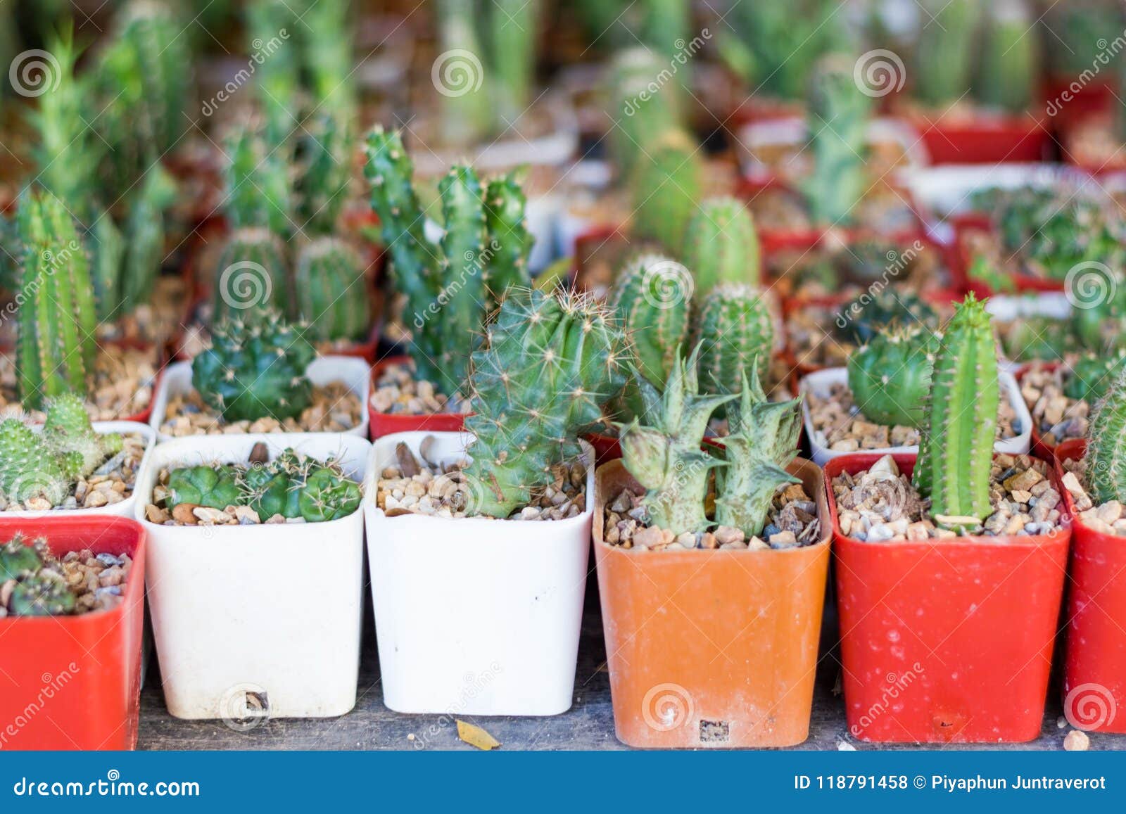 Various Cactus Plants Group of Small Cactus Stock Photo - Image of ...