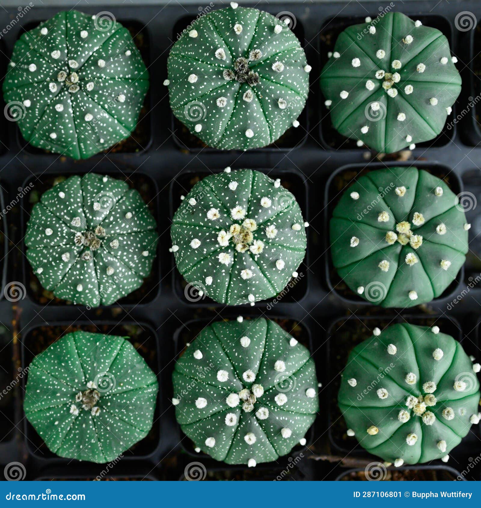 Various Cactus Shape in Pot, Tropical Small Houseplant Stock Image ...