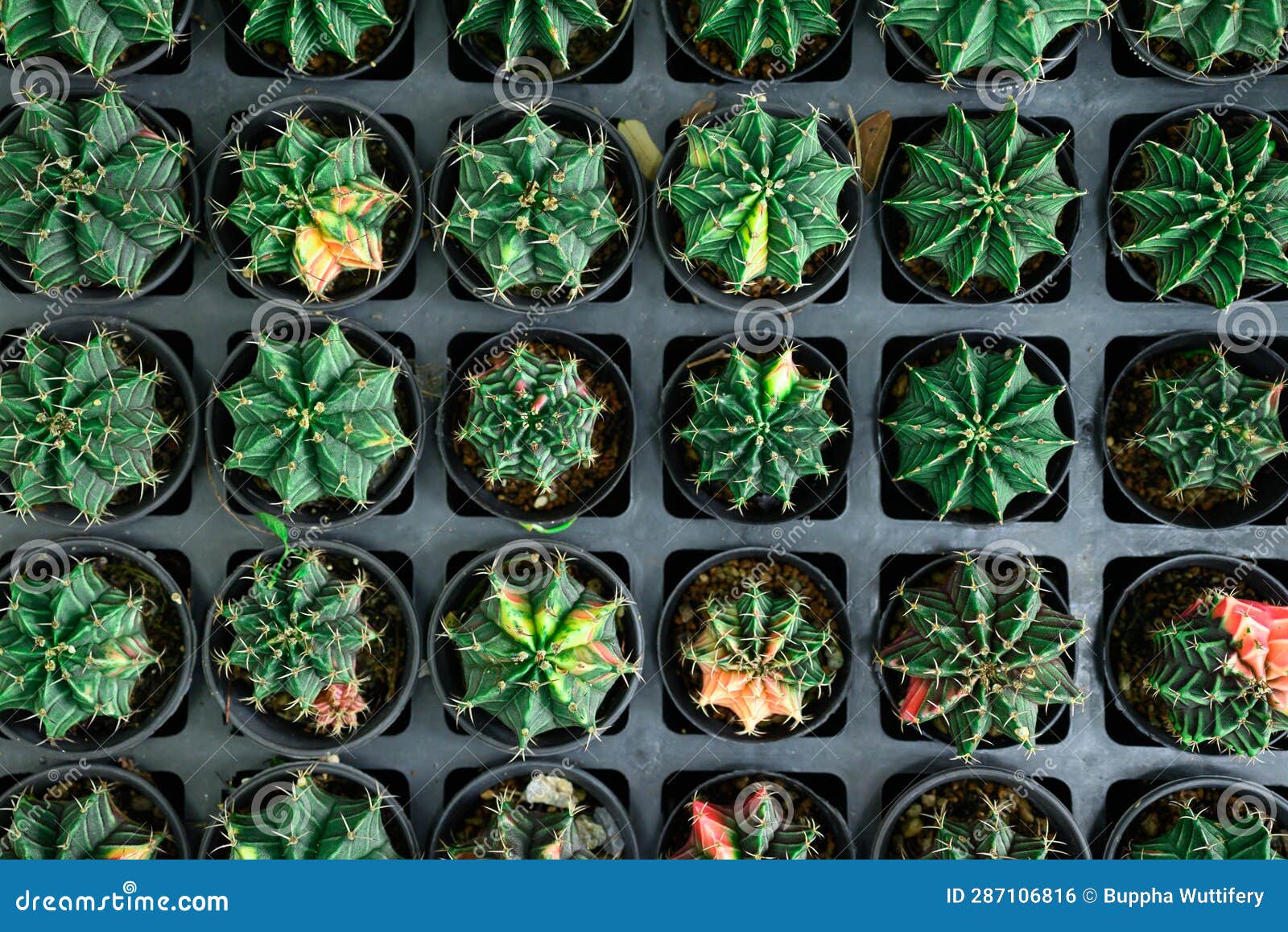 Various Cactus Shape in Pot, Tropical Small Houseplant Stock Photo ...