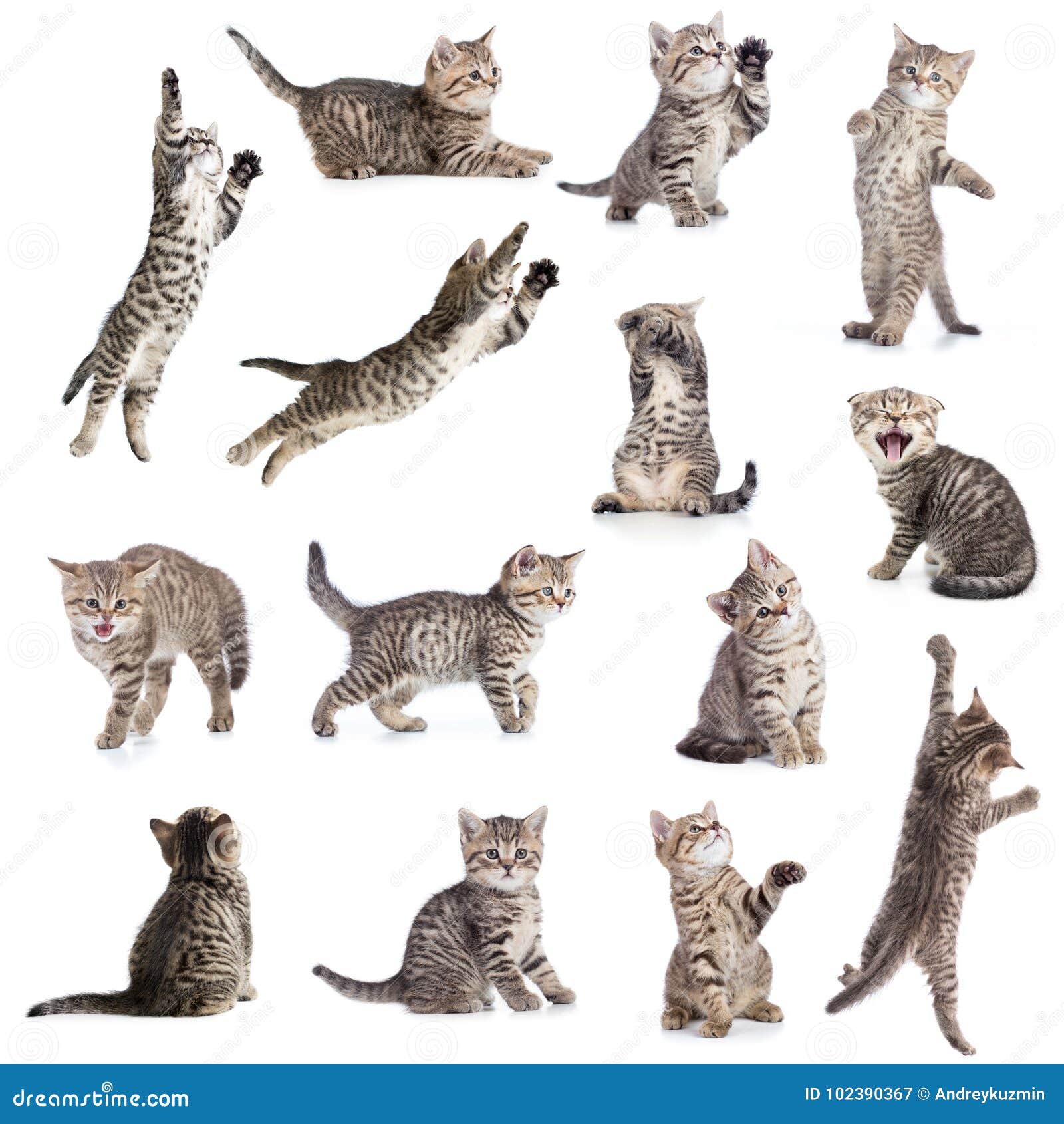 Cats or Kittens Isolated Collection Stock Image - Image of ball ...
