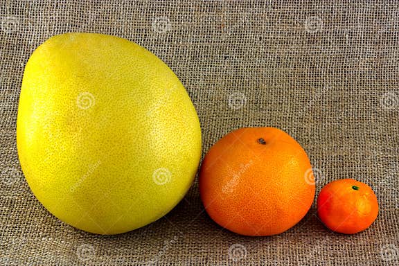 Various Sized Citrus Fruit. Stock Image - Image of produce, ripe: 28882373