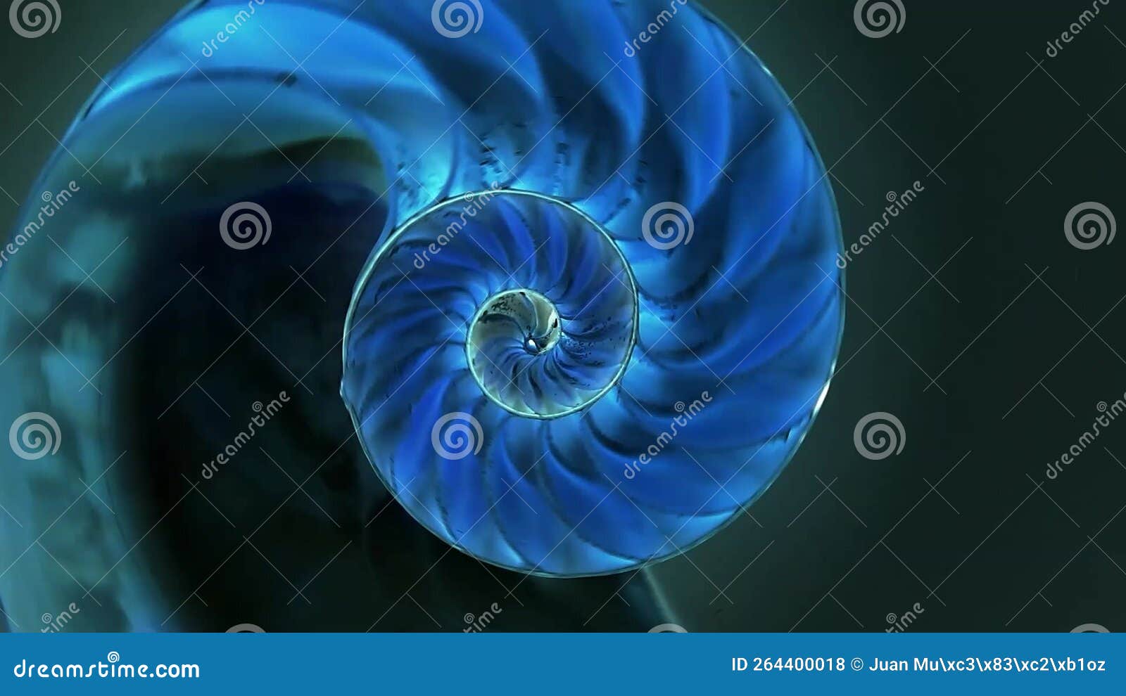 The fibonacci color stock footage. Video of mollusk - 264400018