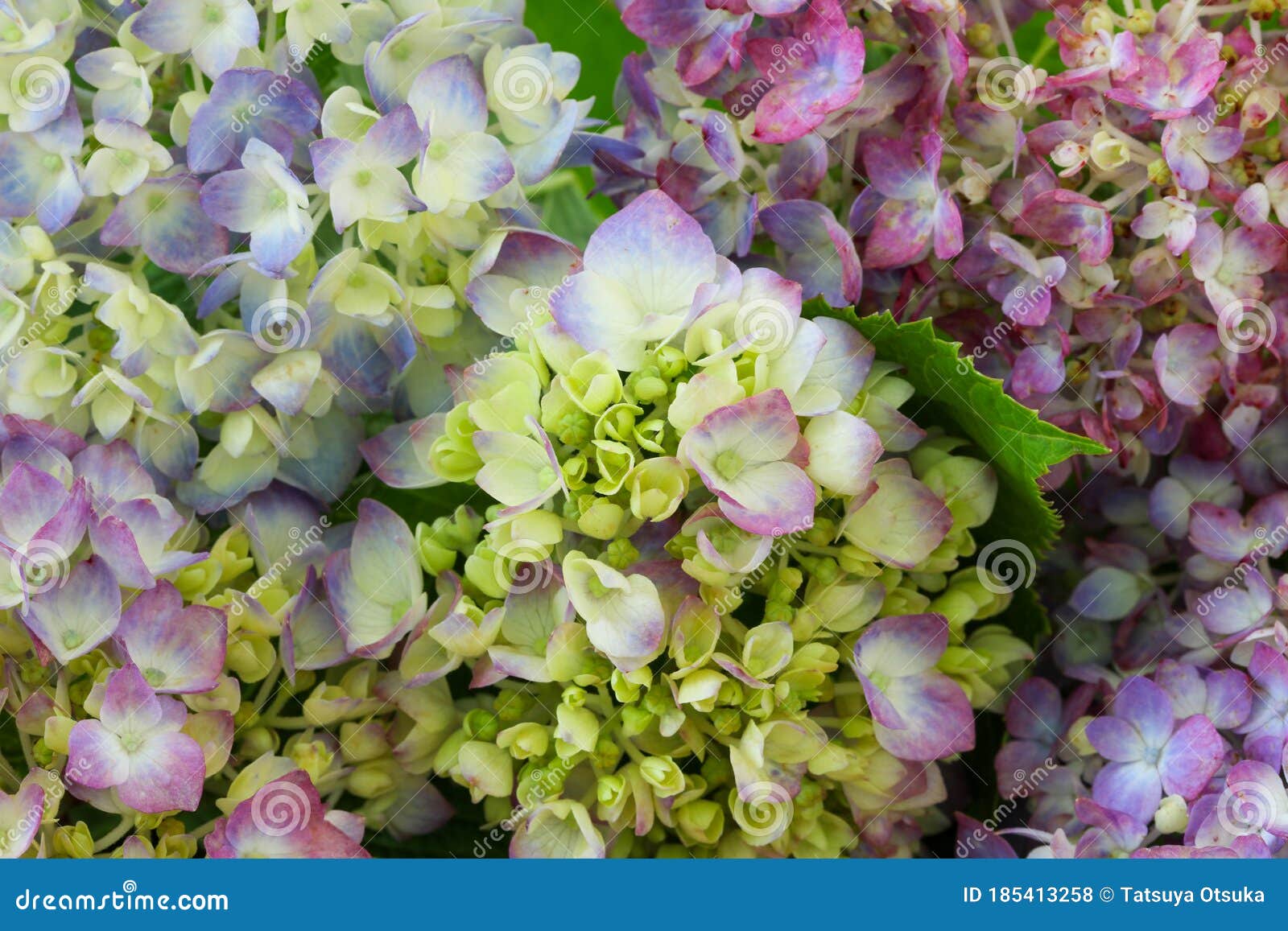 Various color of hydrangea stock photo. Image of leaf - 185413258