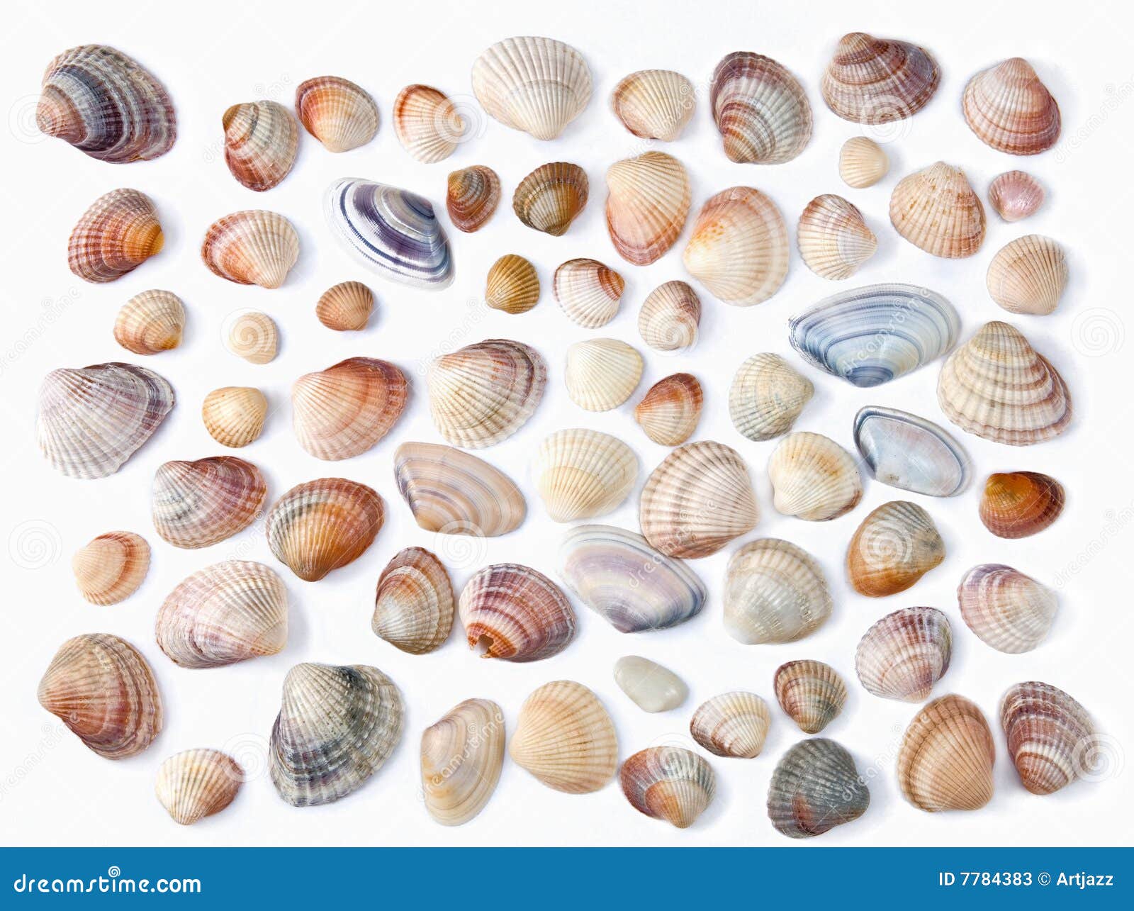 Various Color Shell Isolated on White Stock Image - Image of dabble ...