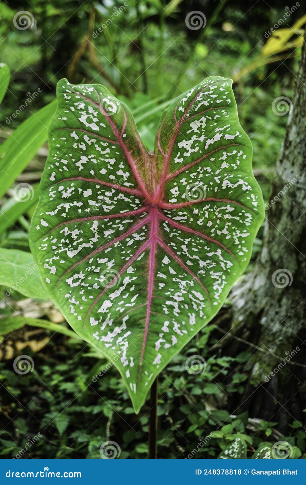 Various Color Taro leaf stock photo. Image of nature - 248378818