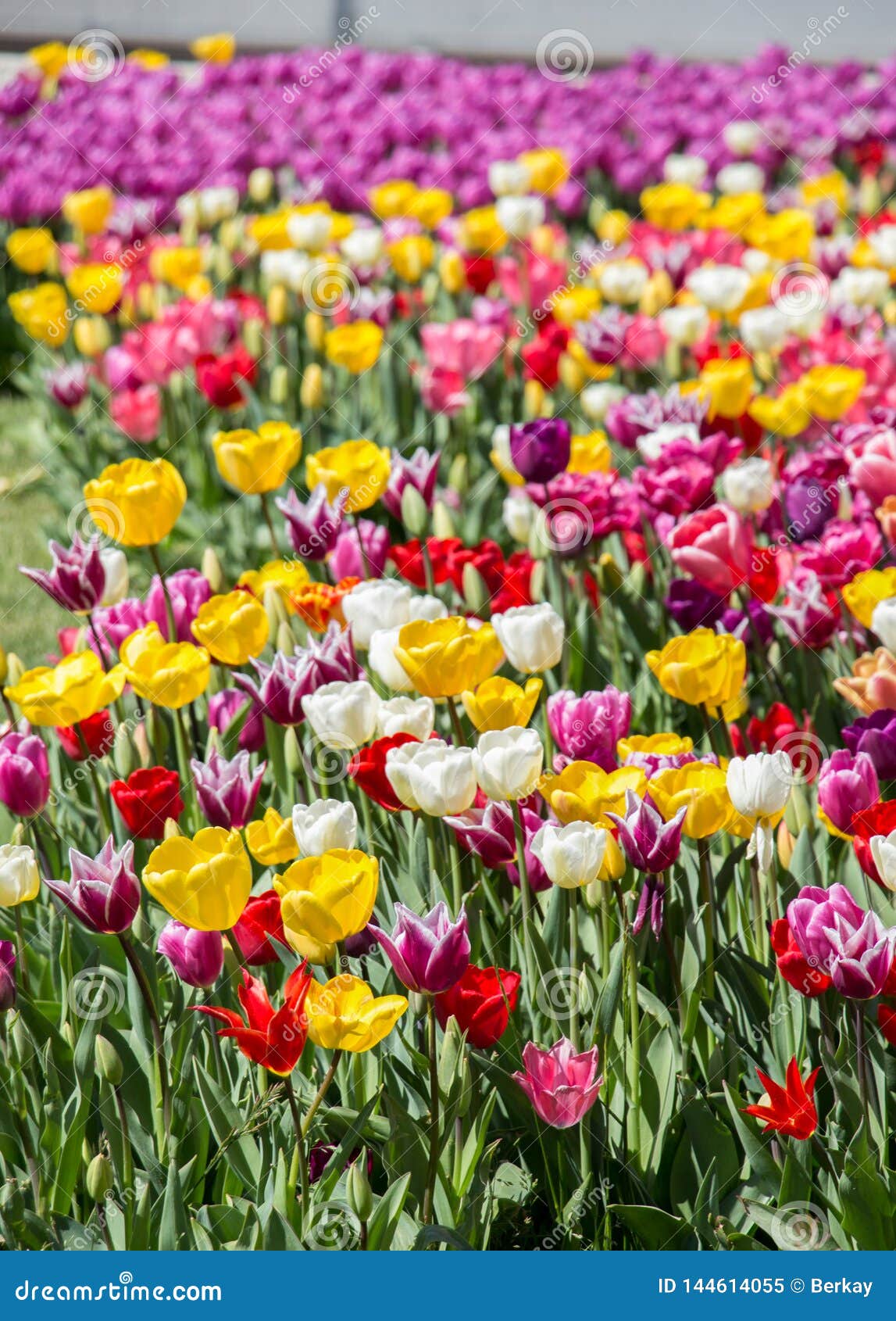 Various Color Tulip Flowers in the Garden Stock Image - Image of ...