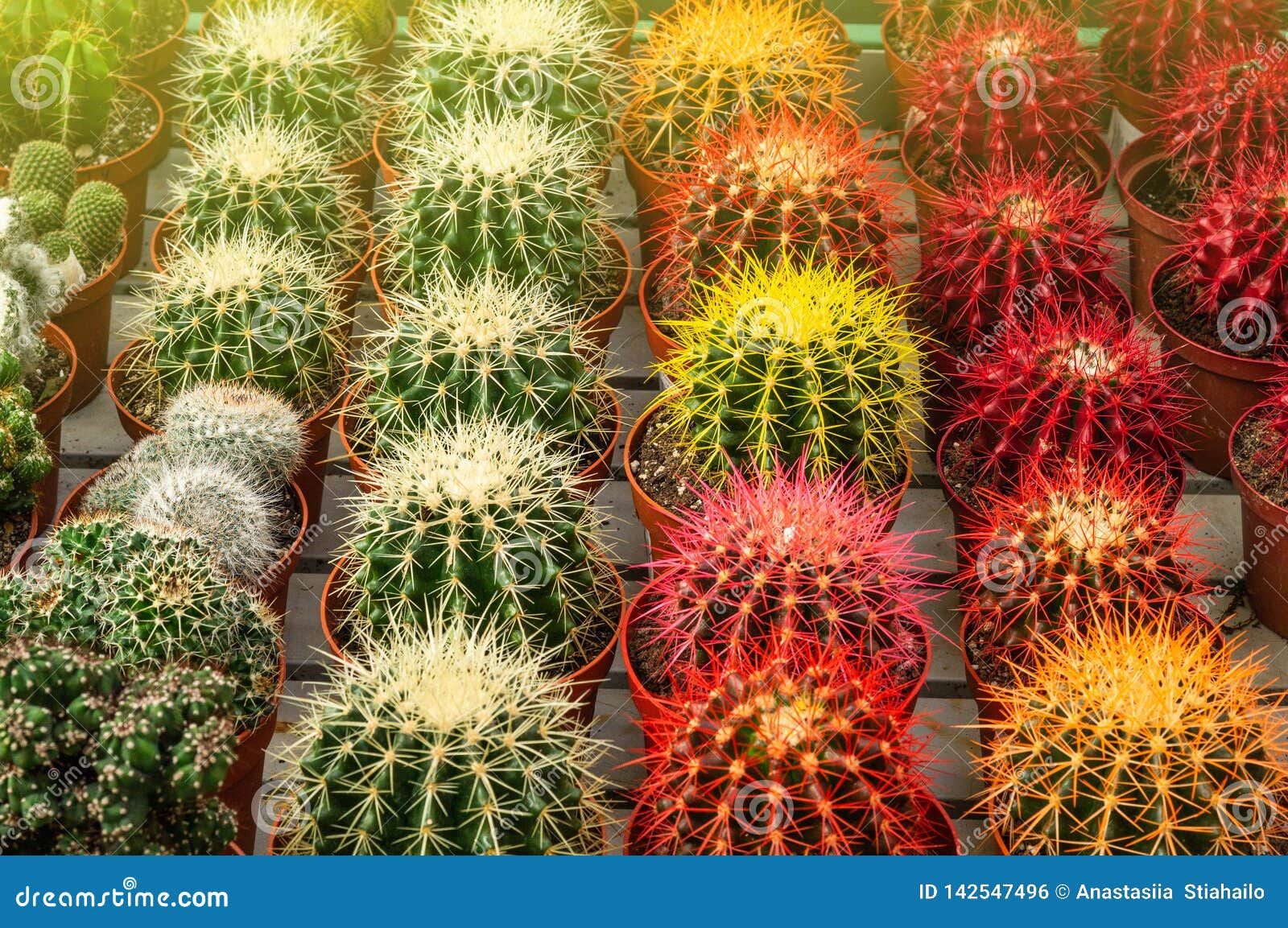 Various Colored Cacti Plants in a Greenhouse. Various Cacti on the ...