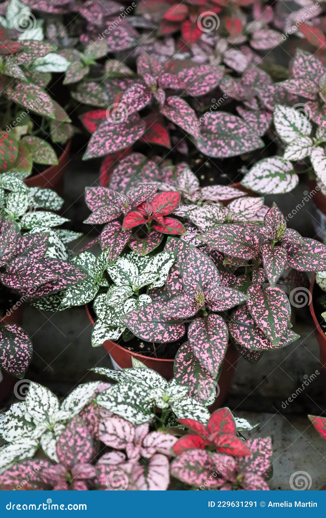 Various Colored Leaves in Polka Dot Plants Stock Image - Image of ...