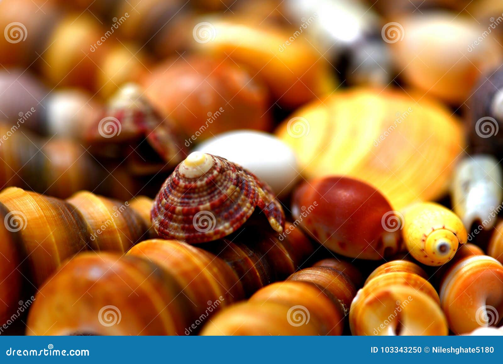 Various Colored Seashells Background Stock Photo - Image of colored ...