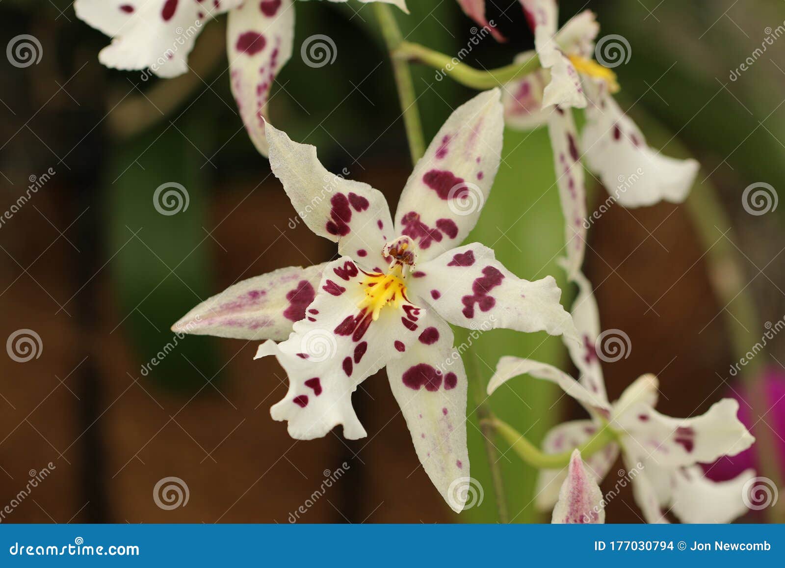 Various Colored, and Types of Orchids. Stock Photo - Image of branch ...