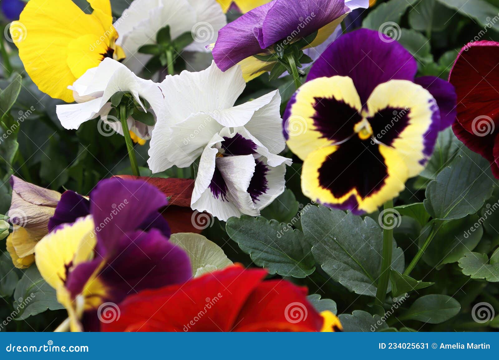 Various Colored Violas Growing in a Pot Stock Image - Image of violas ...