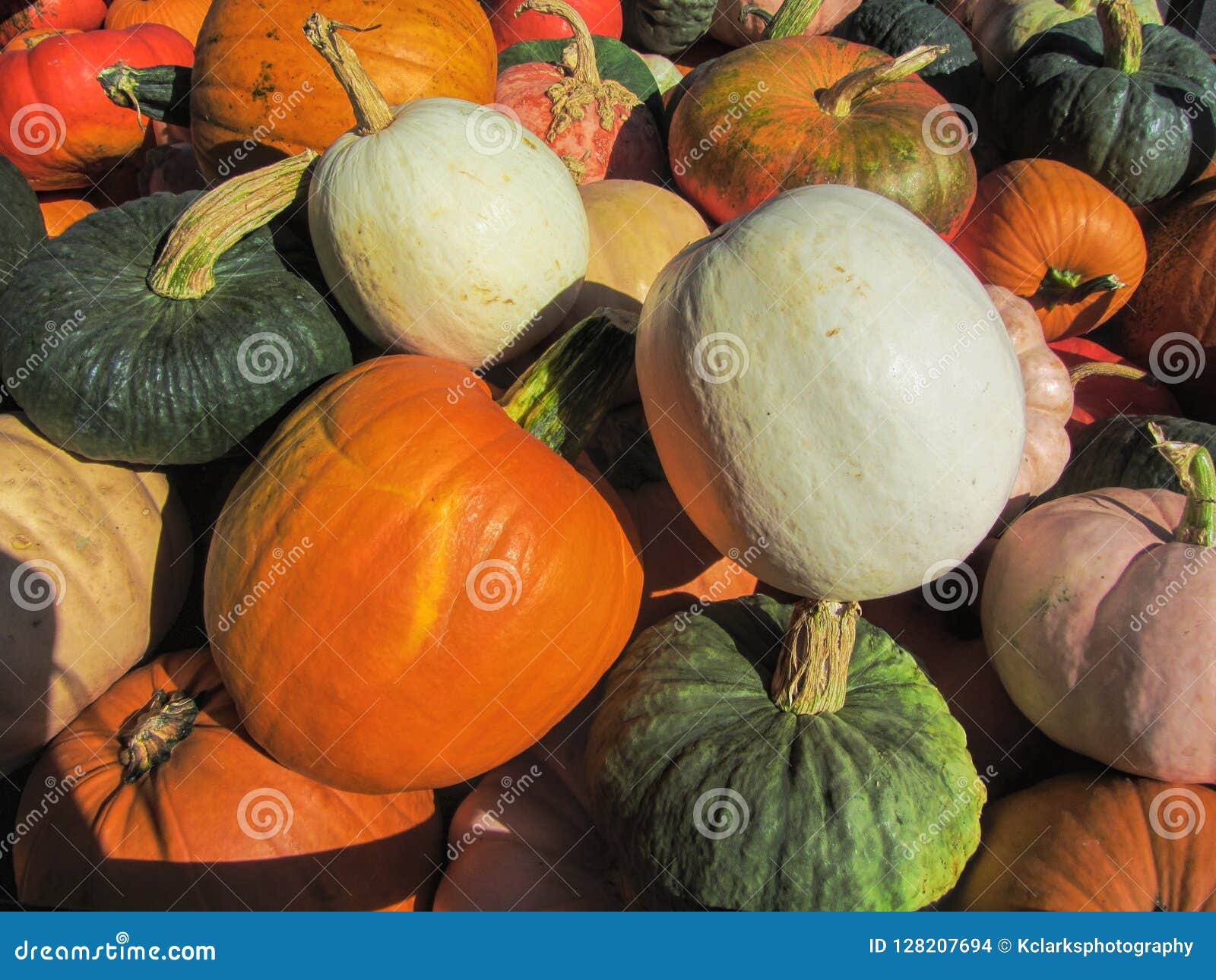 Various Colorful Fall Colored Pumpkins Stock Photo - Image of pumpkins ...