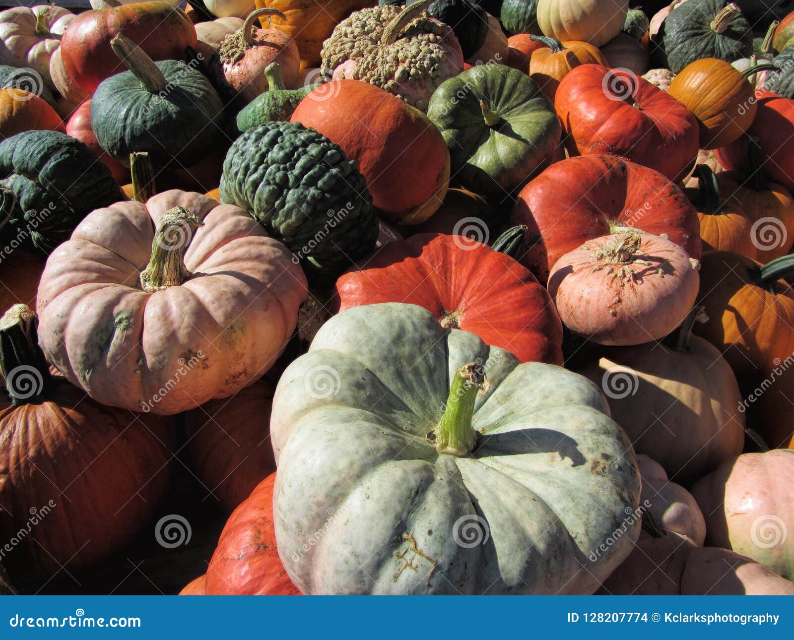 Various Colorful Fall Colored Pumpkins Stock Photo - Image of autumn ...