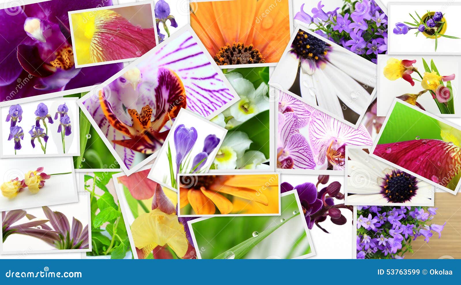 Various Colorful Flowers Collage Stock Image - Image of flower, drops ...