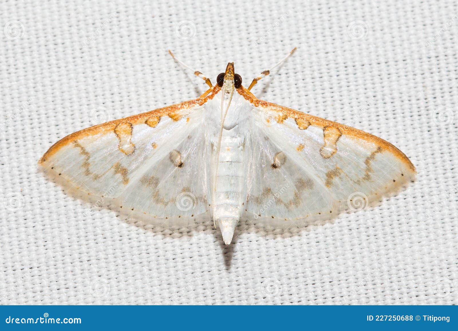 Various Colorful Moths on White Canvas Background Stock Photo - Image ...