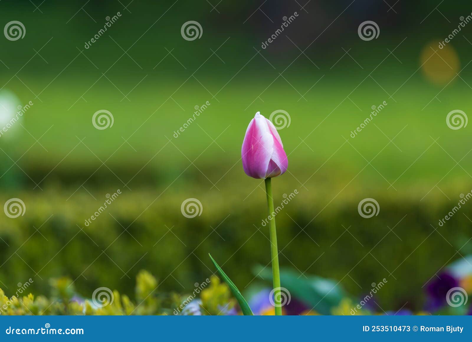 Various Colorful Spring Flowers on Green Garden Stock Image - Image of ...