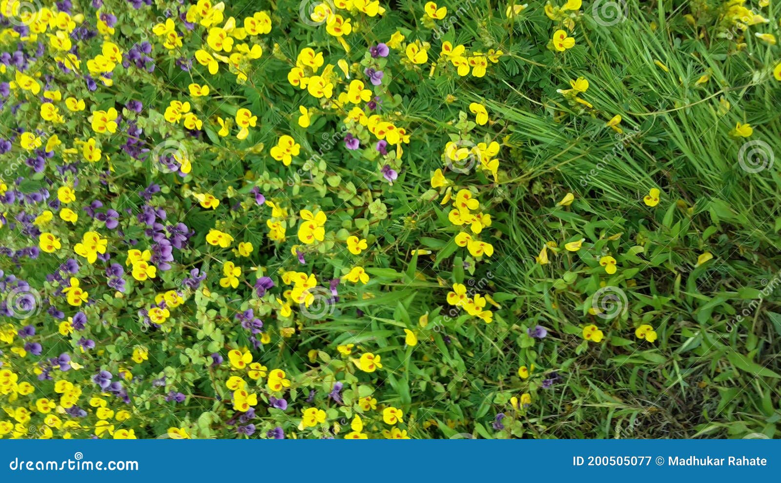 Various Colors. and Different Types of Flowers Stock Image - Image of ...