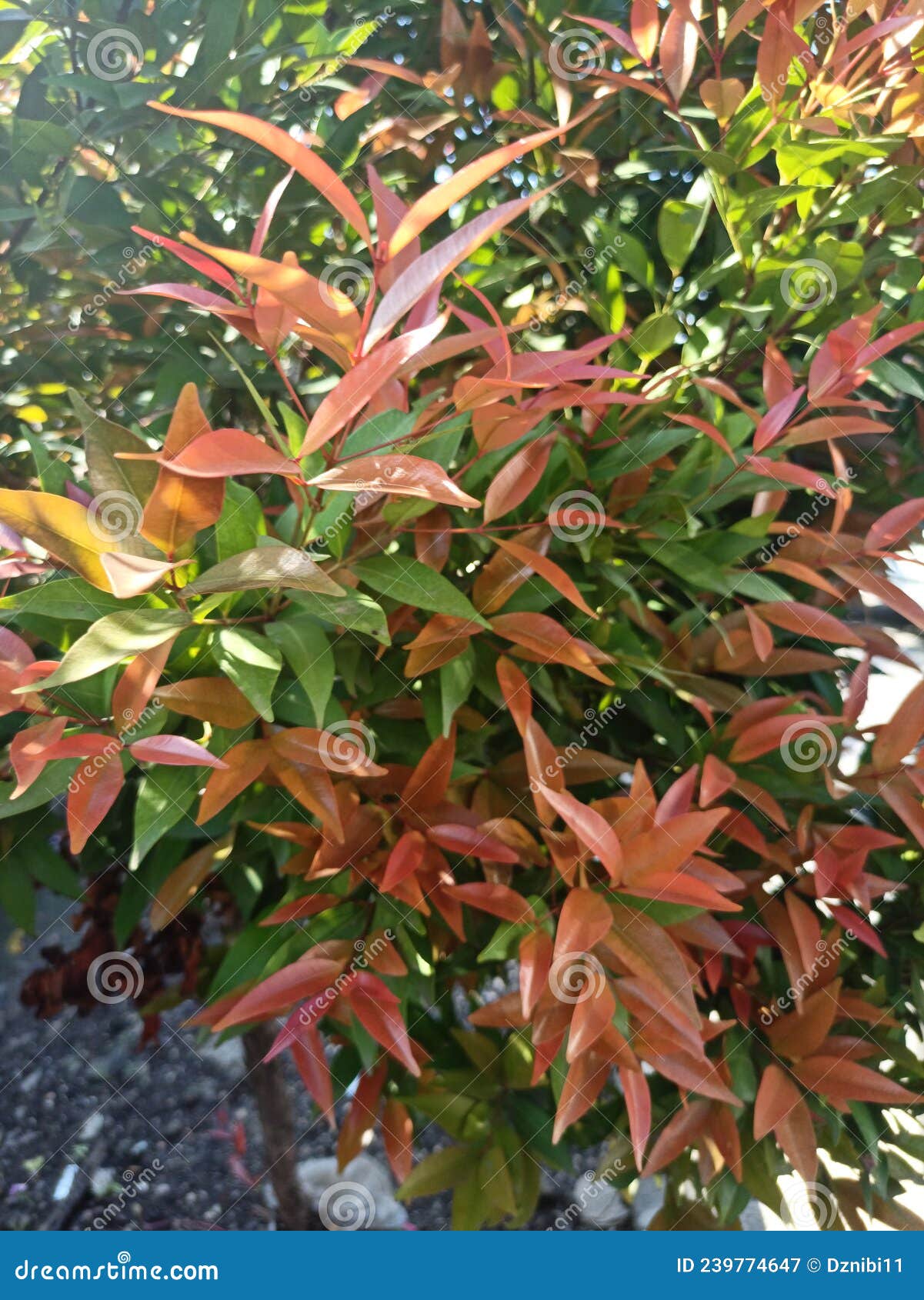 Various Colors of Leaf from One Tree Stock Image - Image of february ...