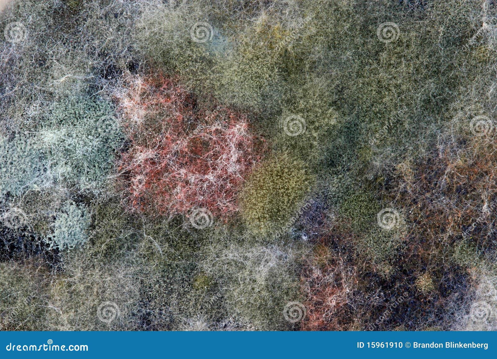 Various colors of mold stock photo. Image of putrid, fester - 15961910