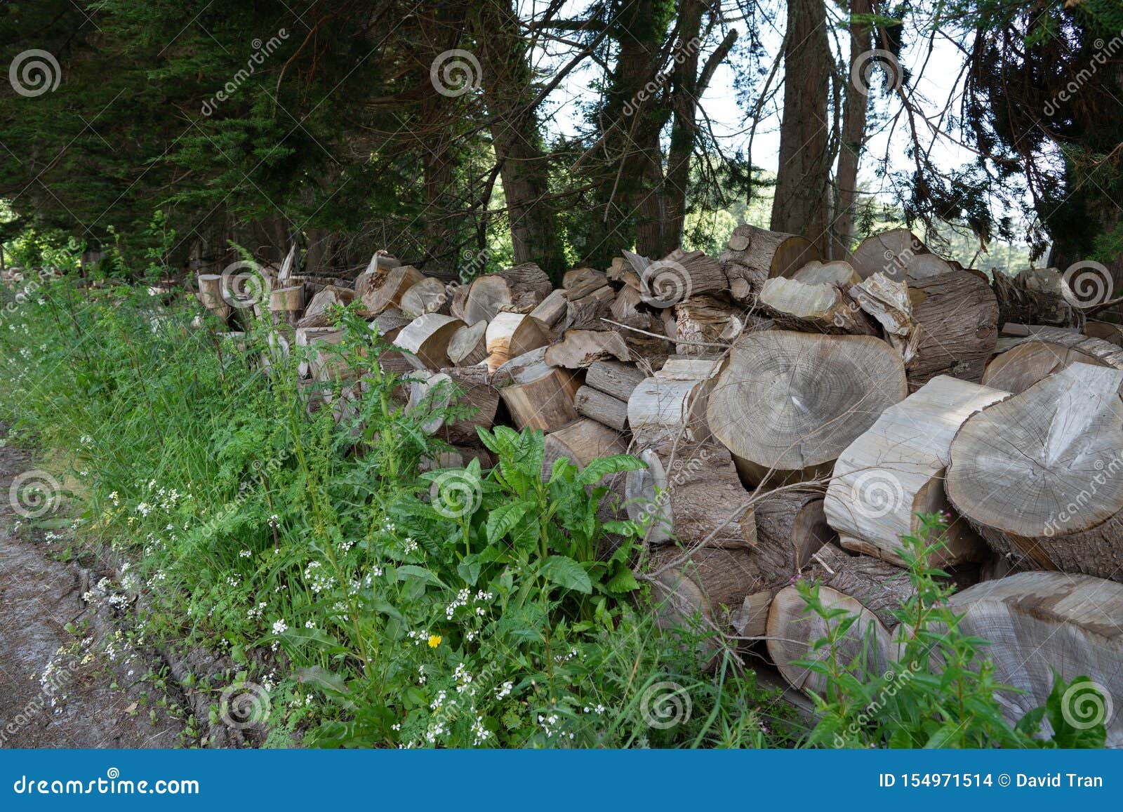 Various Cut Pieces of Wood Lumber Stumps Piled at Wood Mill Stock Photo ...
