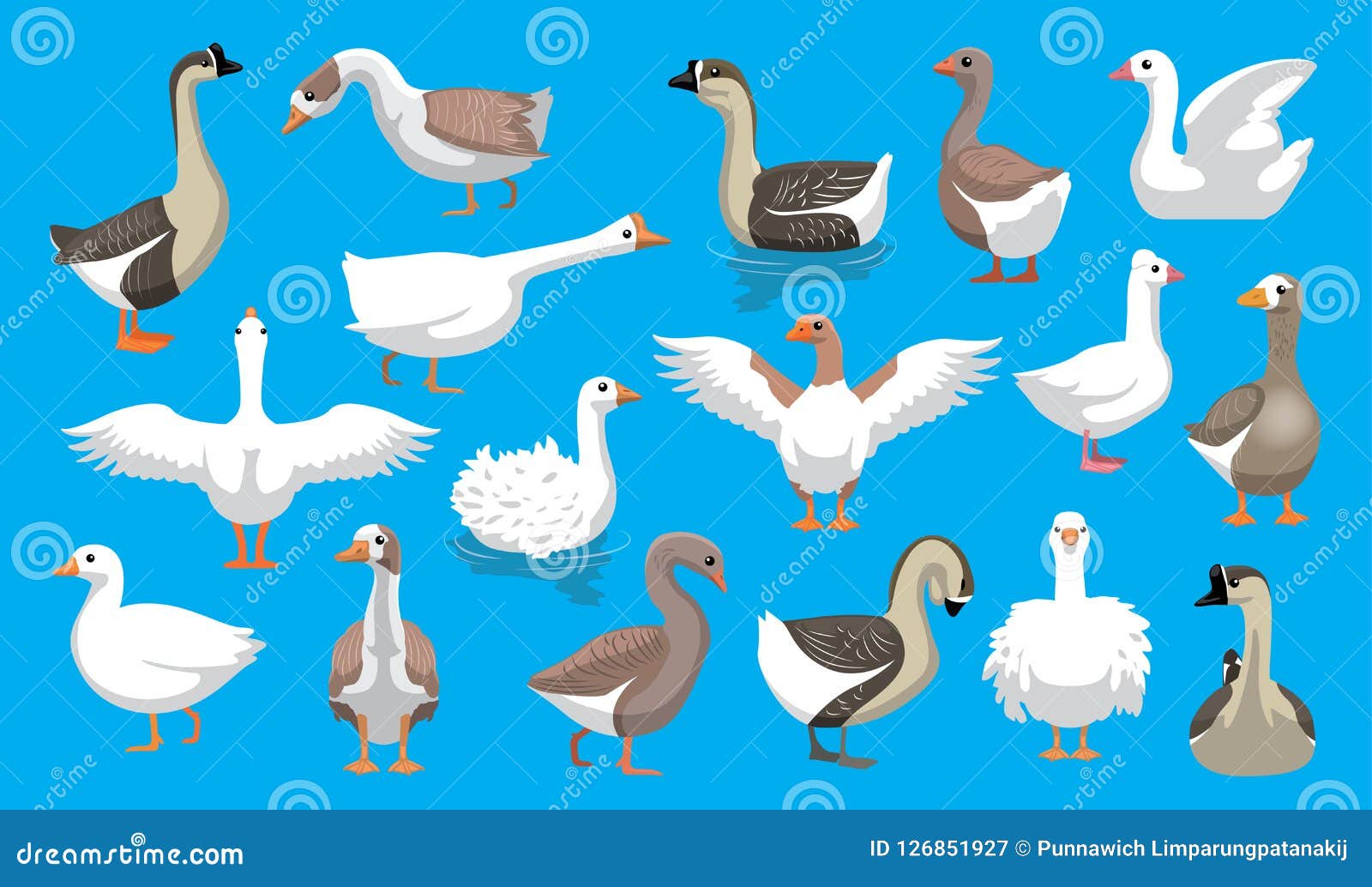 Cute Sebastopol Goose. Cartoon Vector Illustration Isolated On Grey ...