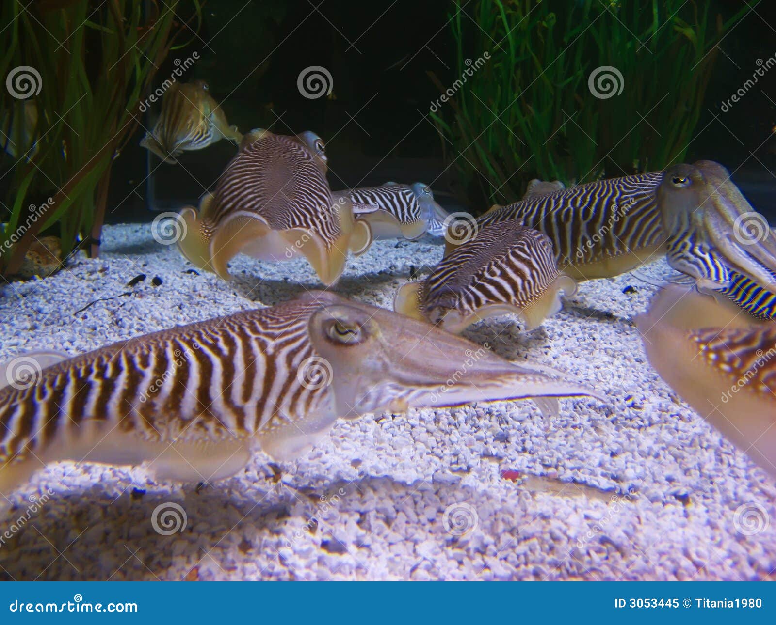 115 Cuttlefishes Stock Photos - Free & Royalty-Free Stock Photos from ...