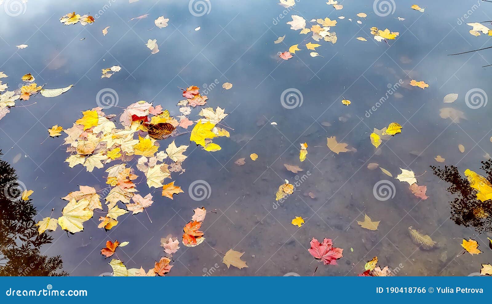 Various Dead Tree Leaves in Fall Colors Floating on Water Surface with ...