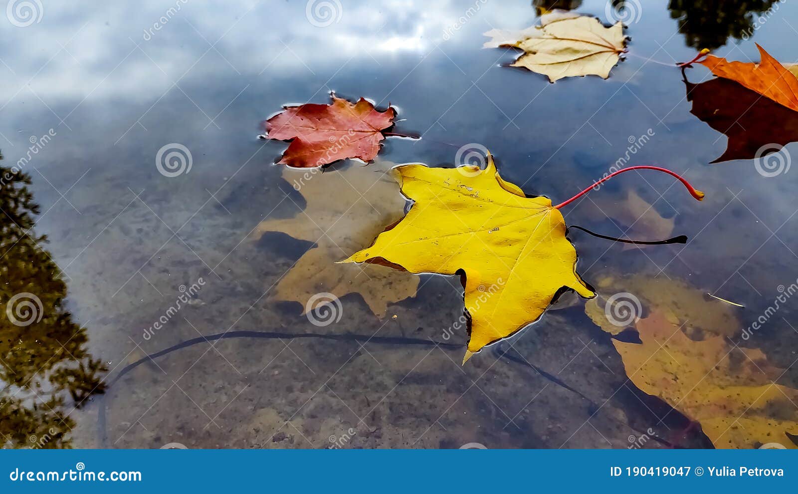Various Dead Tree Leaves in Fall Colors Floating on Water Surface with ...