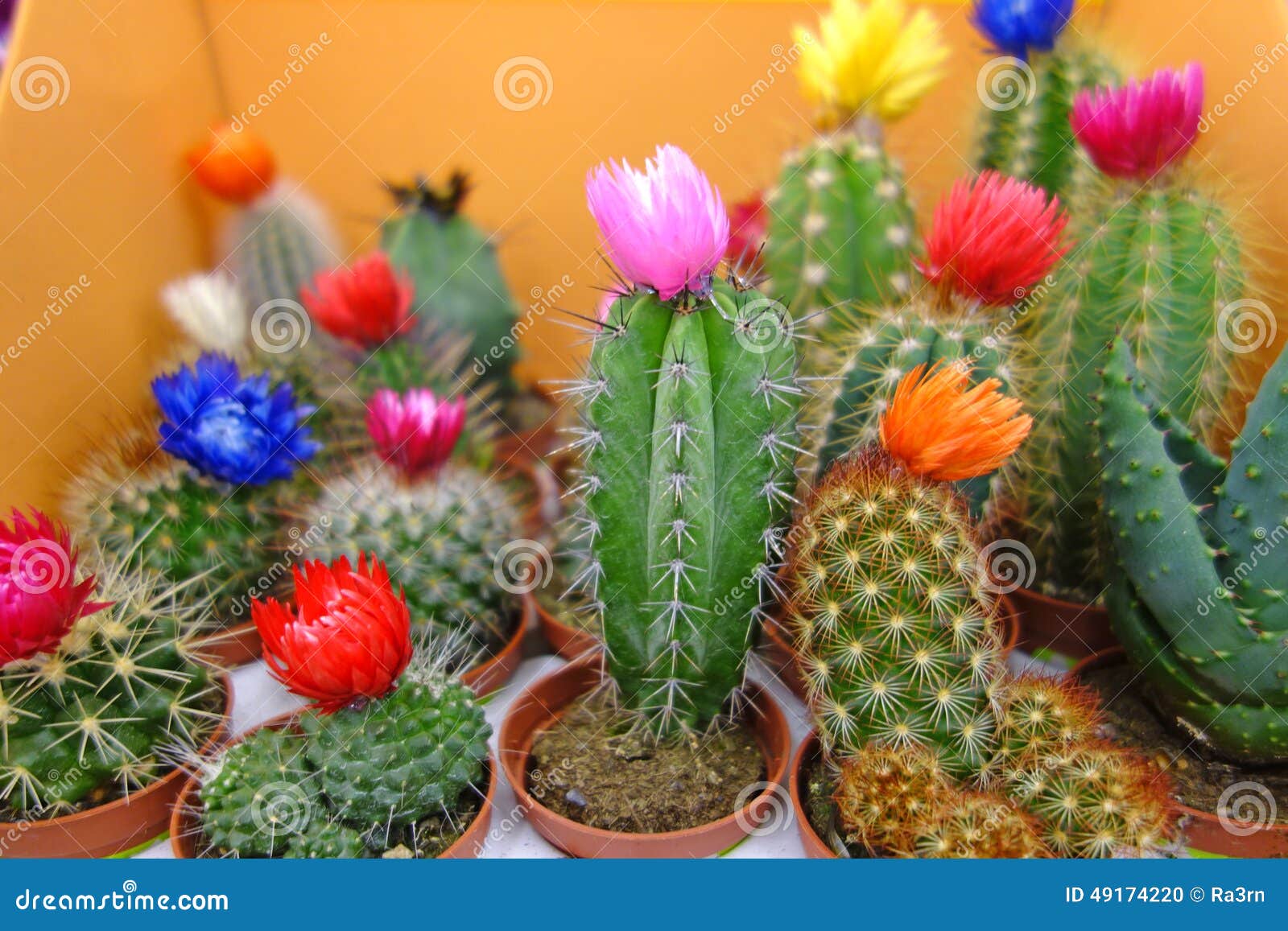 Various Decorative Indoor Cactus Stock Photo - Image of indoor, cactus ...
