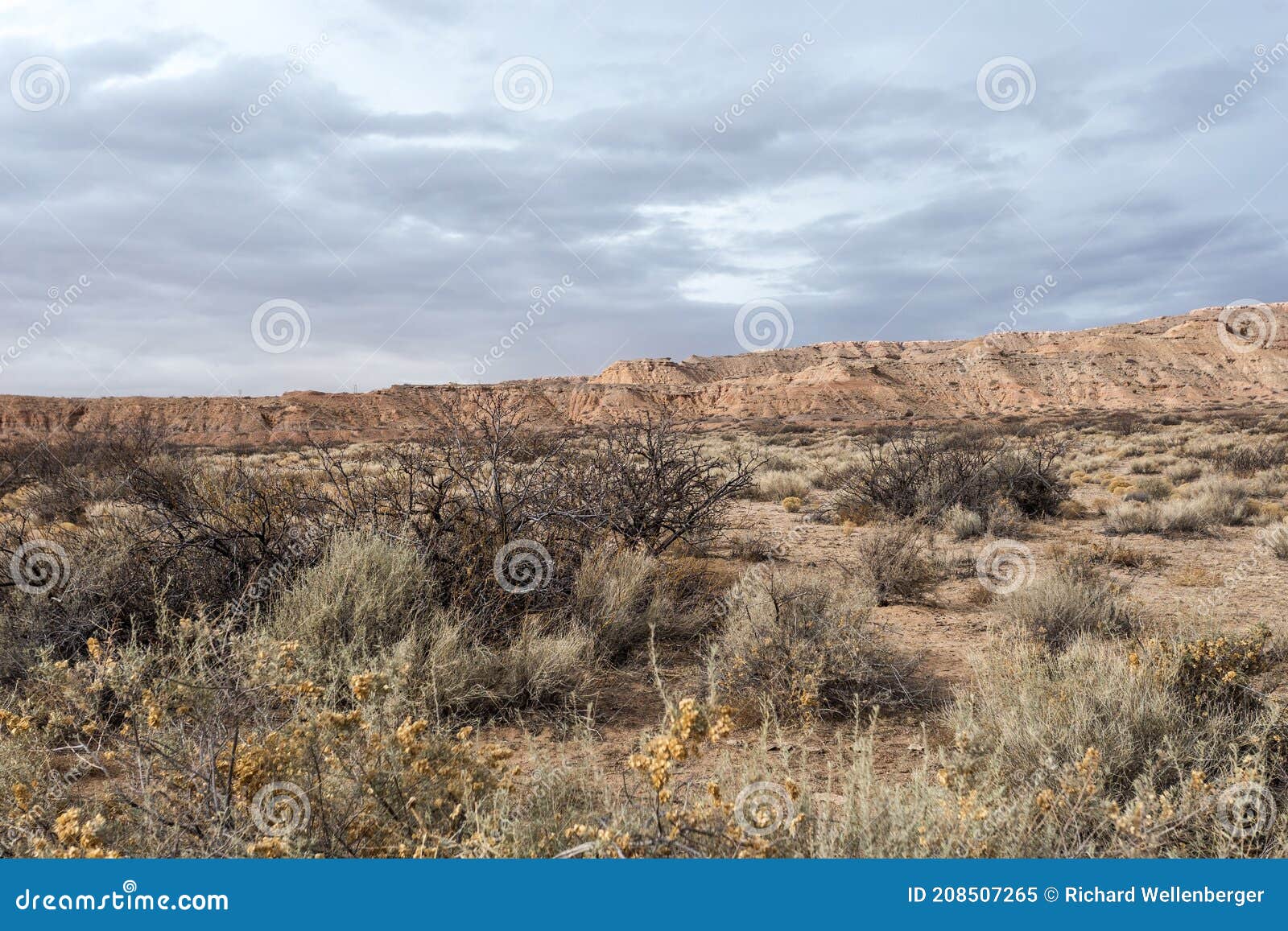 Various Desert Brush in Front of Mesa Plateau in Open Desert Range on ...